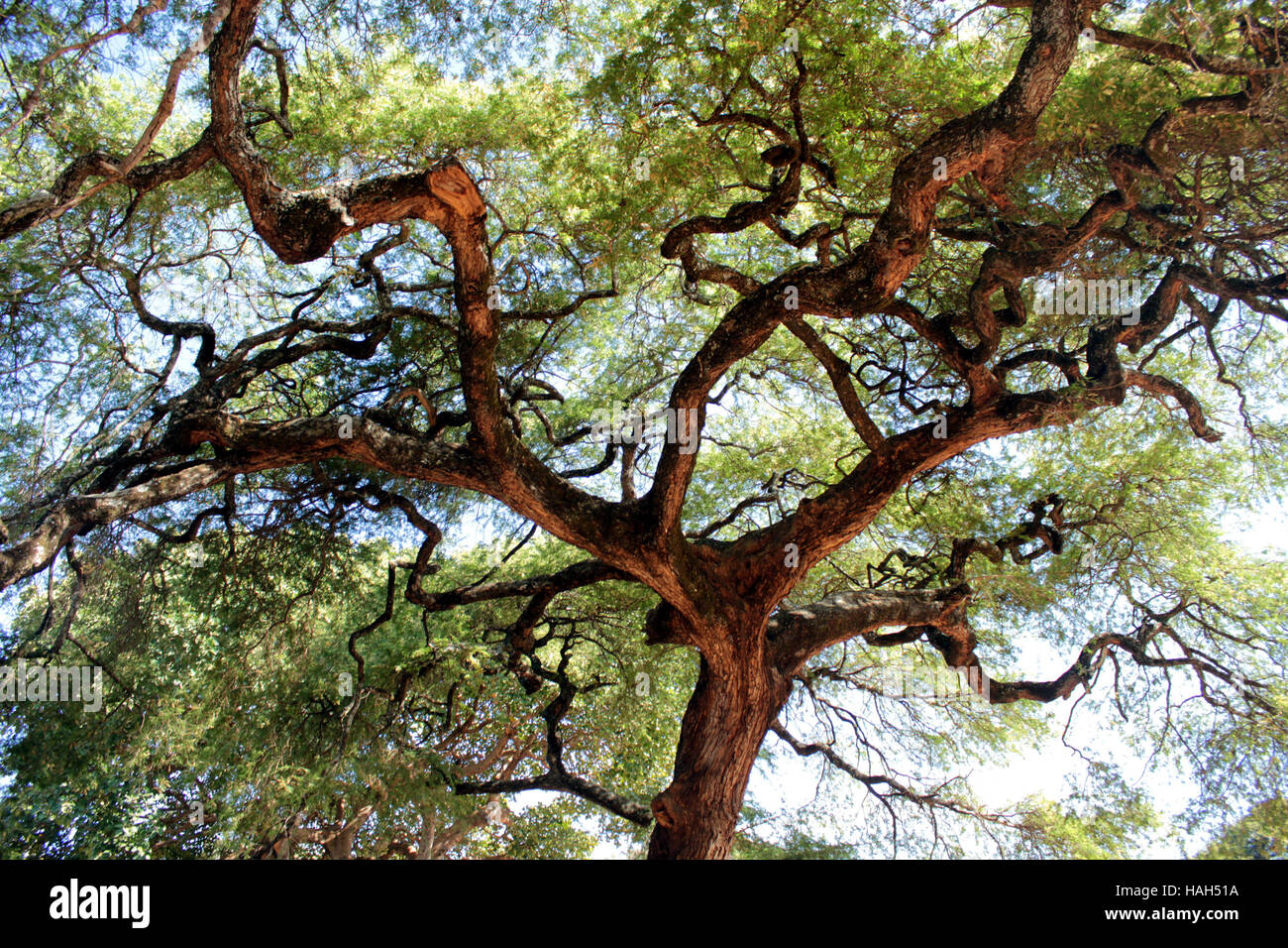 Hard wood tree hi-res stock photography and images - Alamy