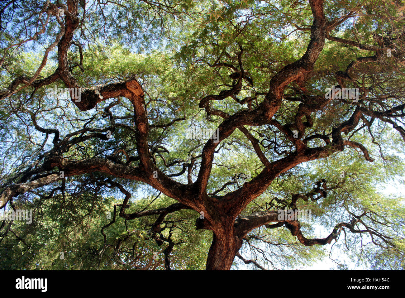Gum Arabic tree in Moroto, Uganda Stock Photo - Alamy