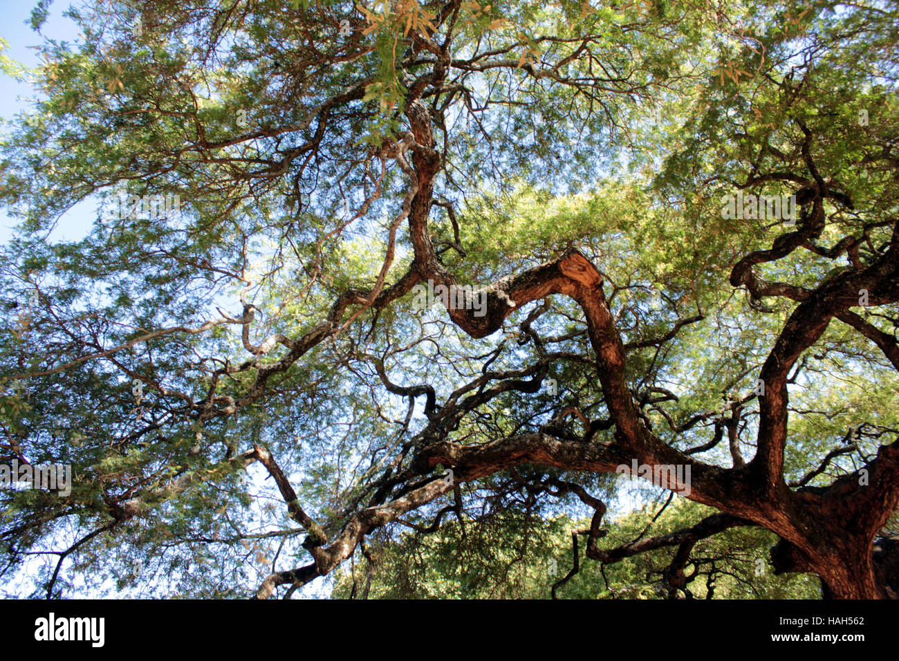 Hard wood tree Stock Photo - Alamy