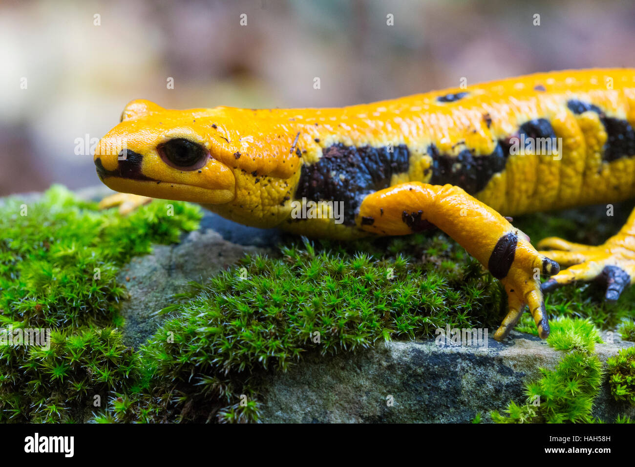 Fire Salamander (Salamandra salamandra gigliolii), adult close-up Stock ...