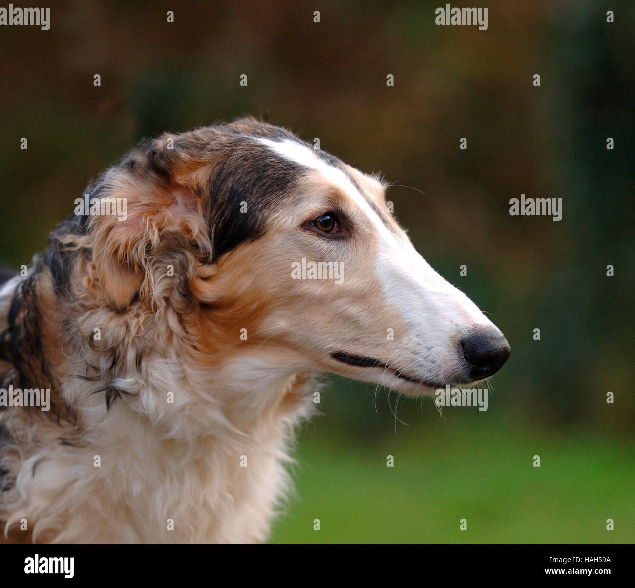 Russian Hunting Dog High Resolution Stock Photography and Images - Alamy