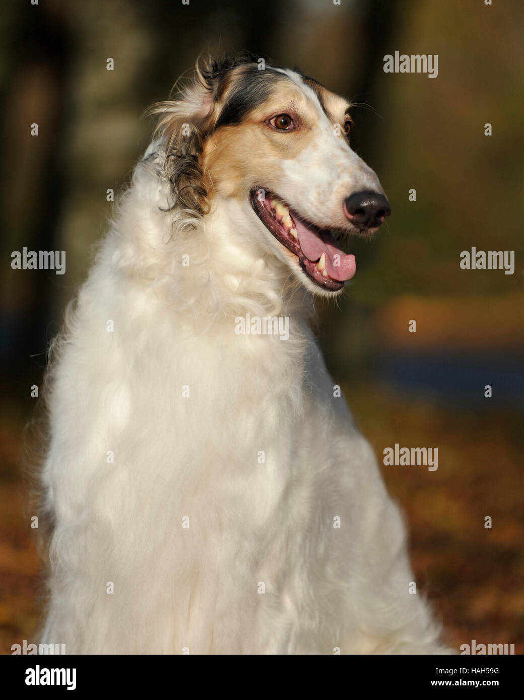 Russian Hunting Dog High Resolution Stock Photography and Images - Alamy