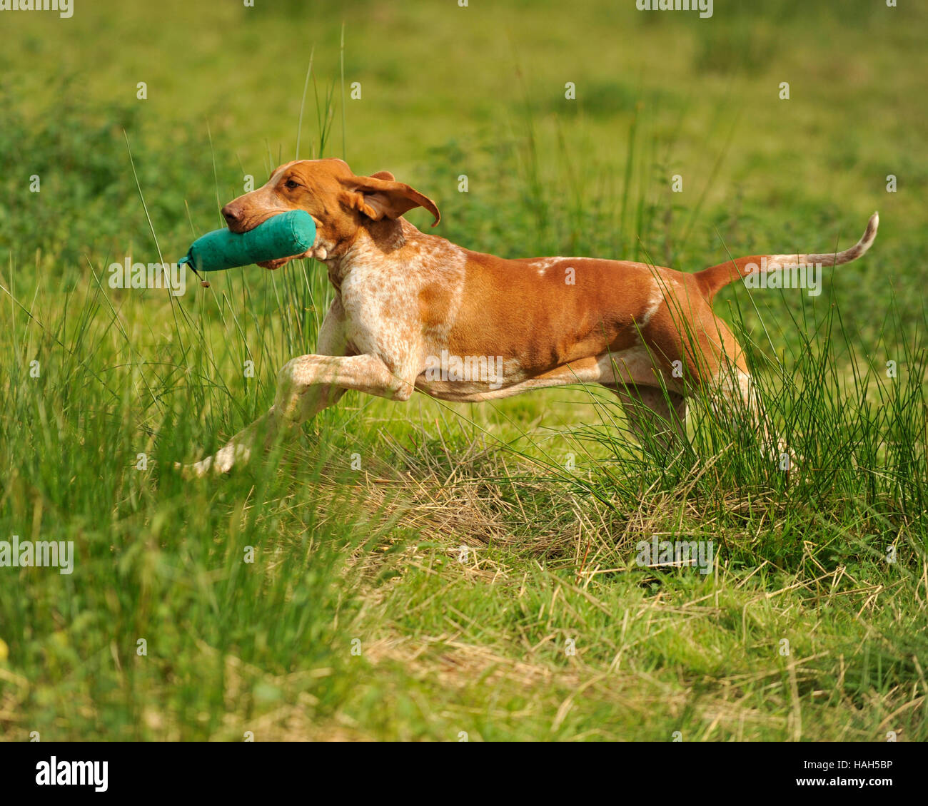Italian Gun Dog High Resolution Stock Photography and Images - Alamy