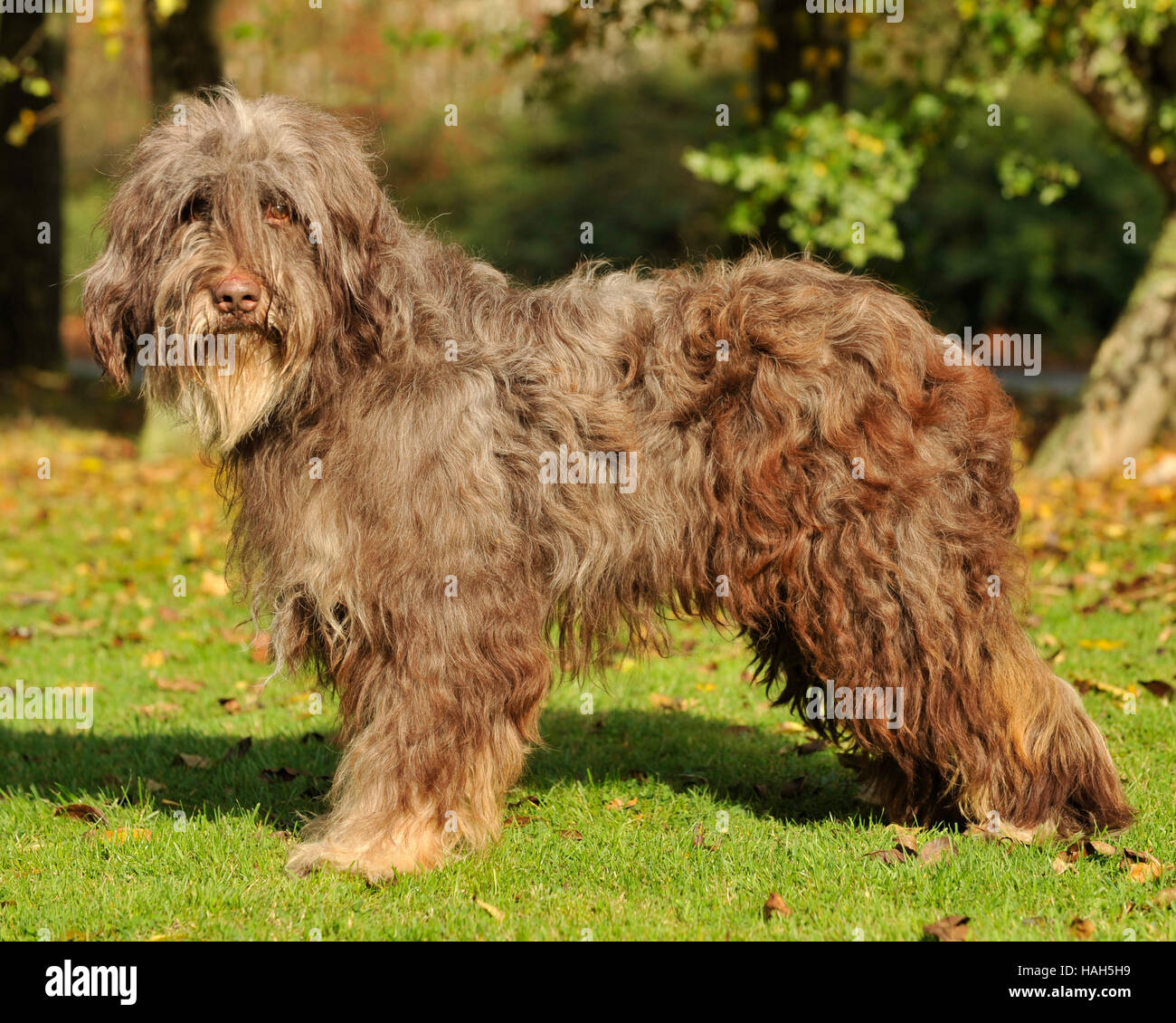 Shepherd Sheepdog High Resolution Stock Photography and Images - Alamy