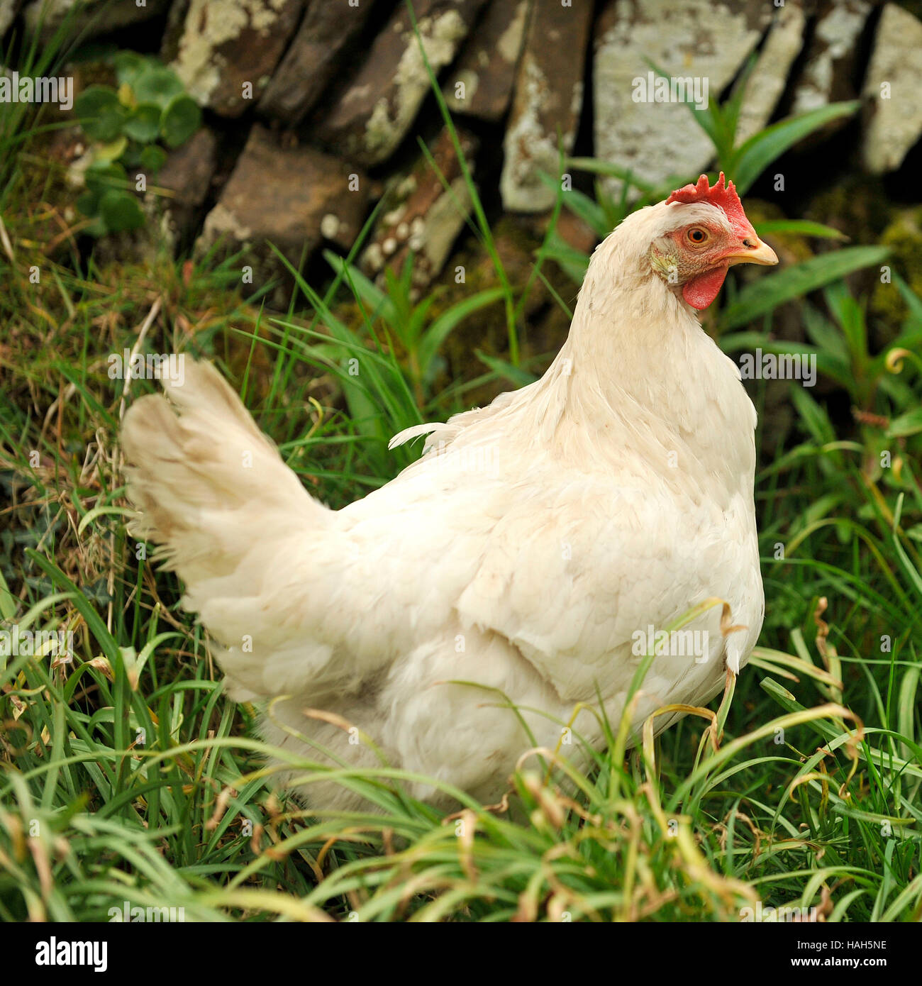 White Chicken High Resolution Stock Photography and Images - Alamy
