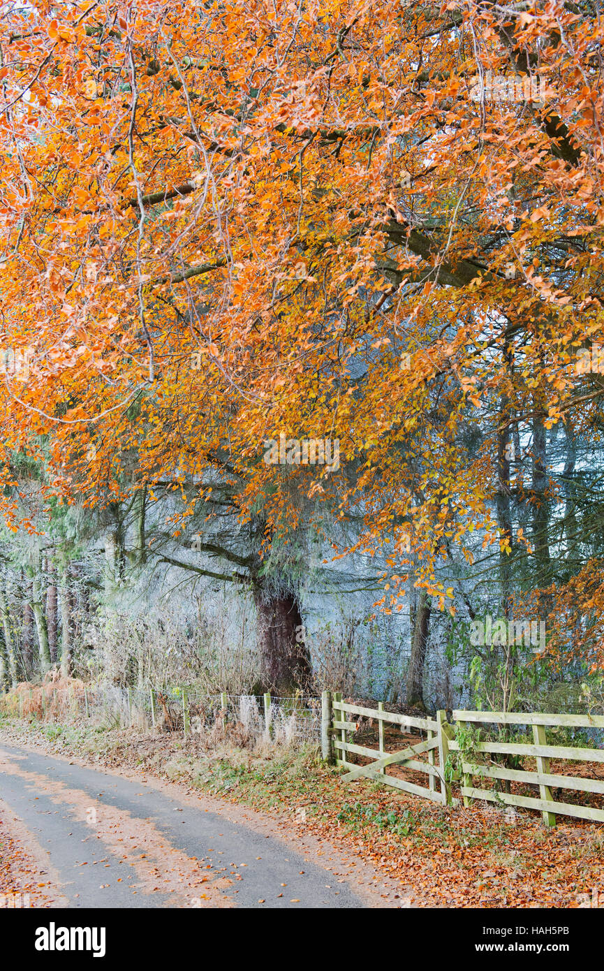 Frosty lane and autumn trees in the Scottish borders. Scotland Stock ...