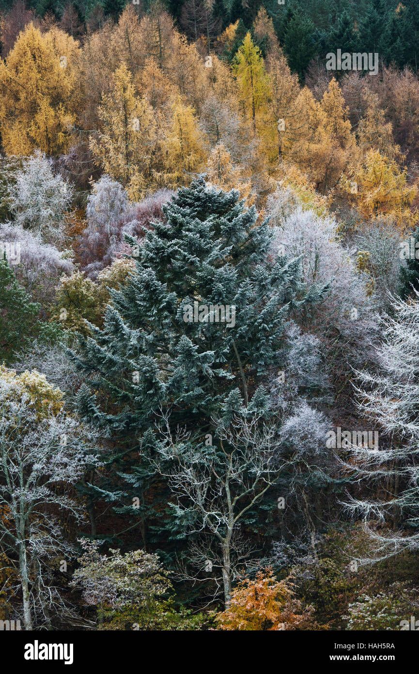 Frosty autumn trees in the Scottish borders. Scotland Stock Photo - Alamy