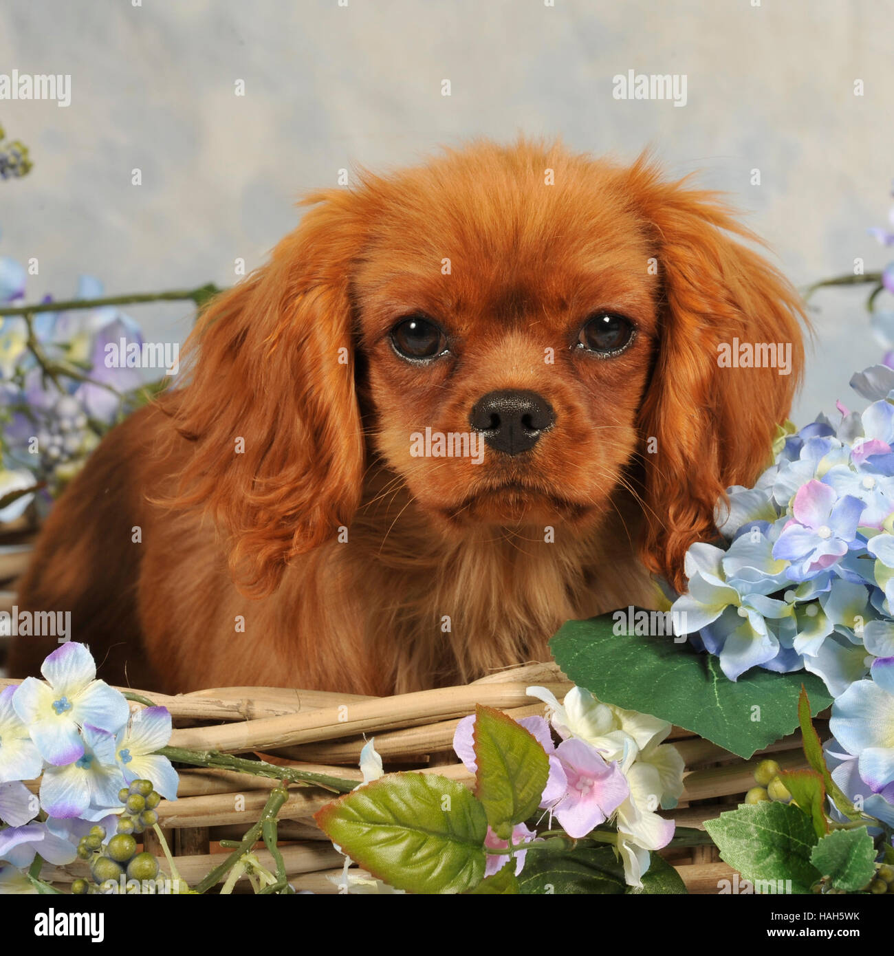 cavalier king charles spaniel puppy Stock Photo - Alamy