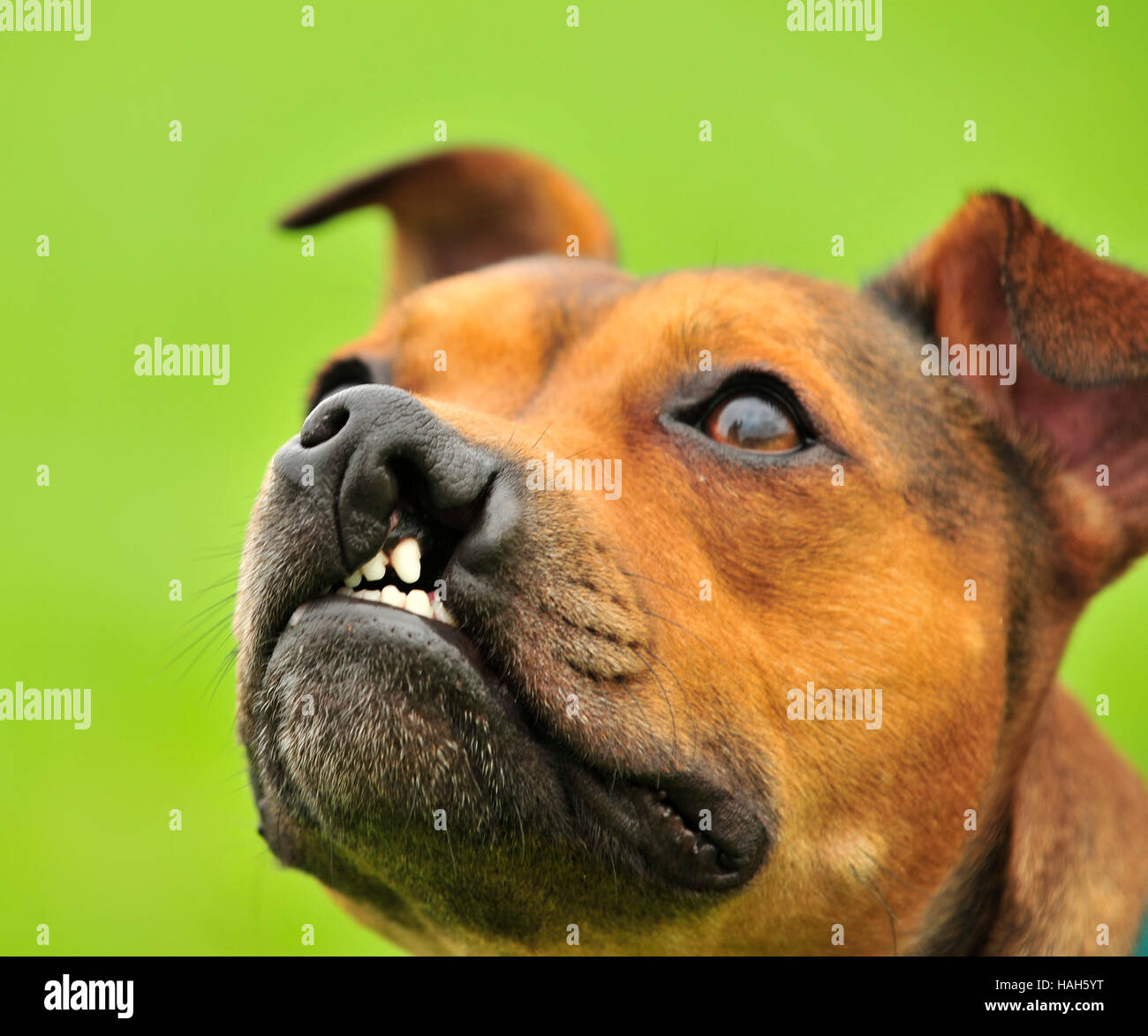 Hare Lip High Resolution Stock Photography and Images - Alamy