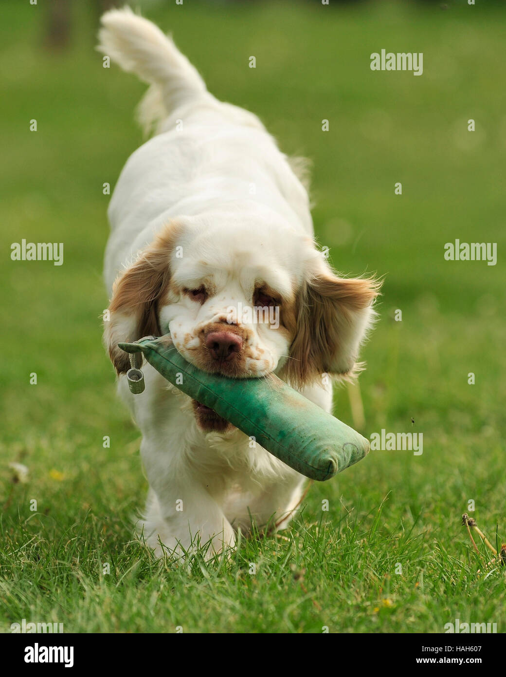 clumber spaniel training with a dummy Stock Photo - Alamy