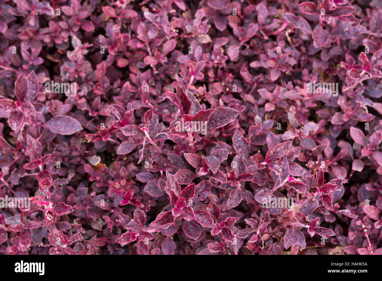 The purple grass Stock Photo - Alamy