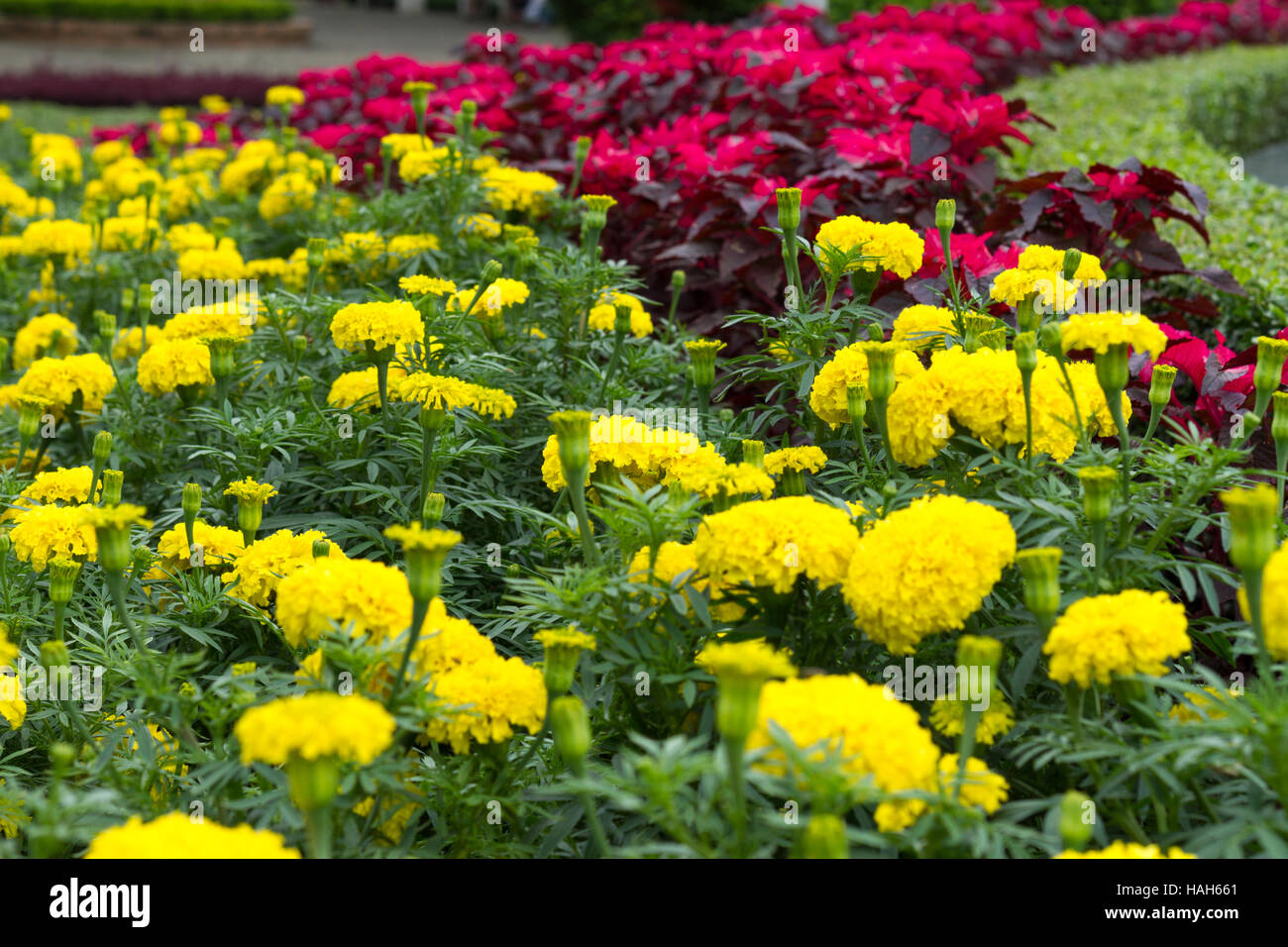 The marigolds in park Stock Photo - Alamy