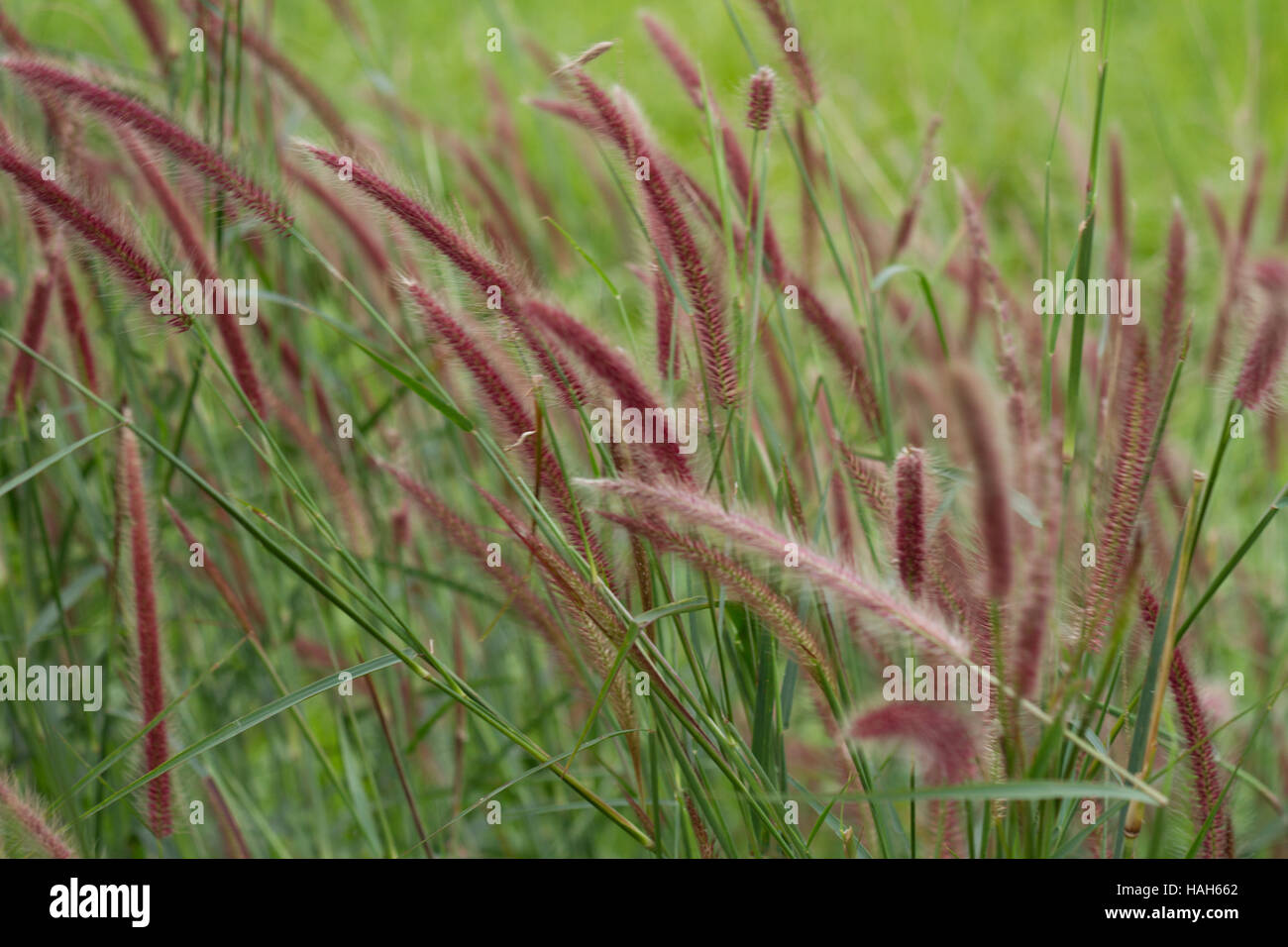 Pennisetum ornamental grass red hi-res stock photography and images - Alamy