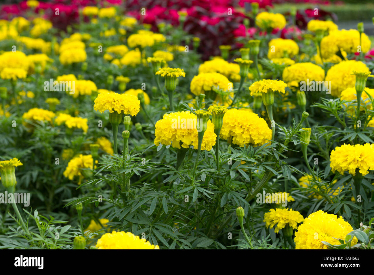The marigolds in park Stock Photo - Alamy
