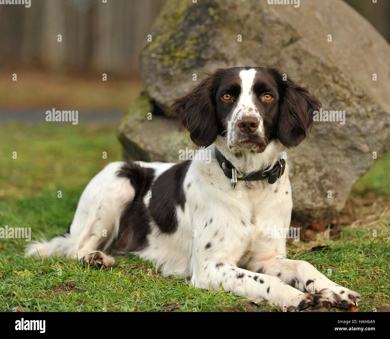 German Hunting Dog High Resolution Stock Photography and Images - Alamy