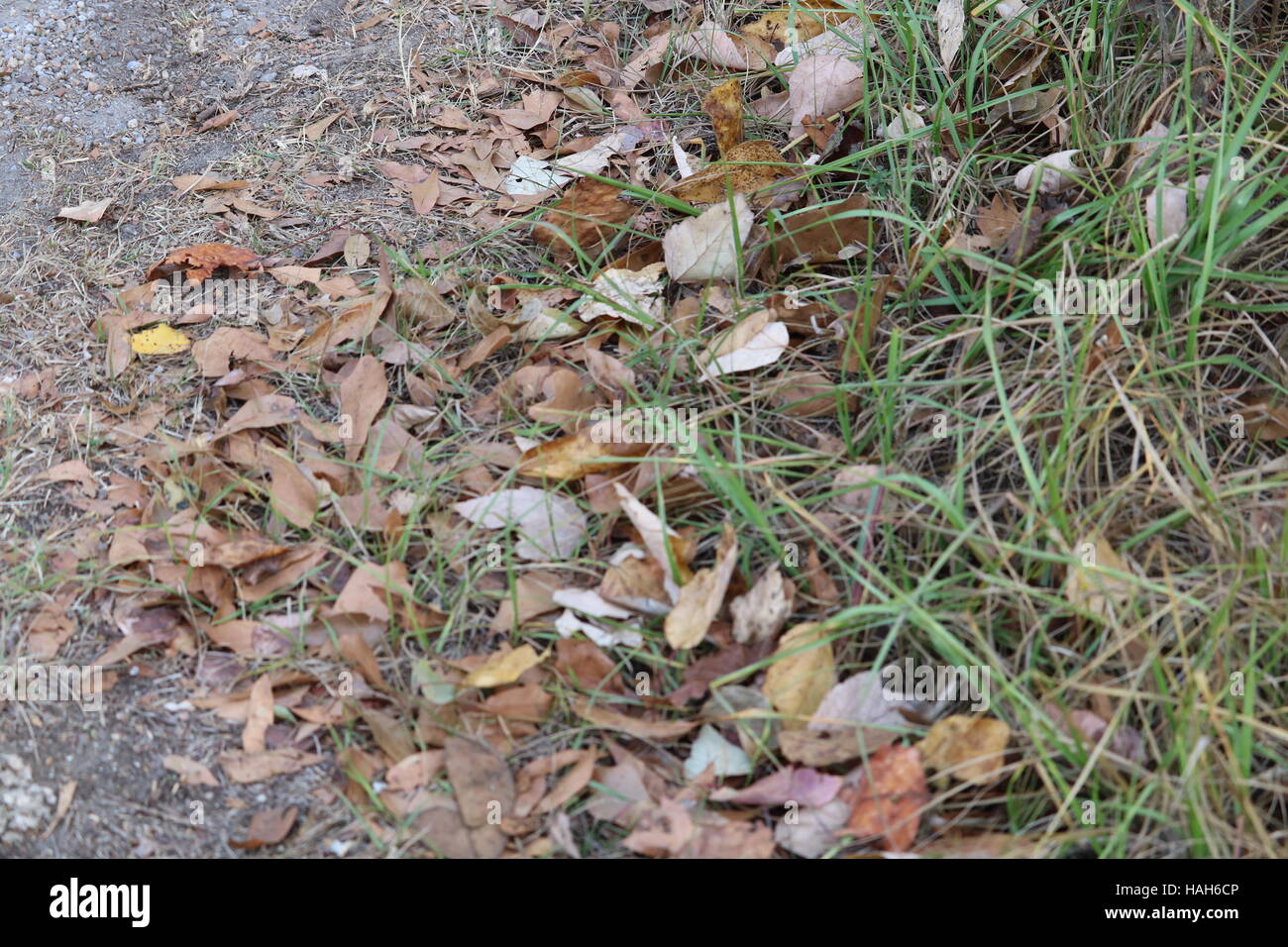 Fallen Leaves in the grass Stock Photo - Alamy
