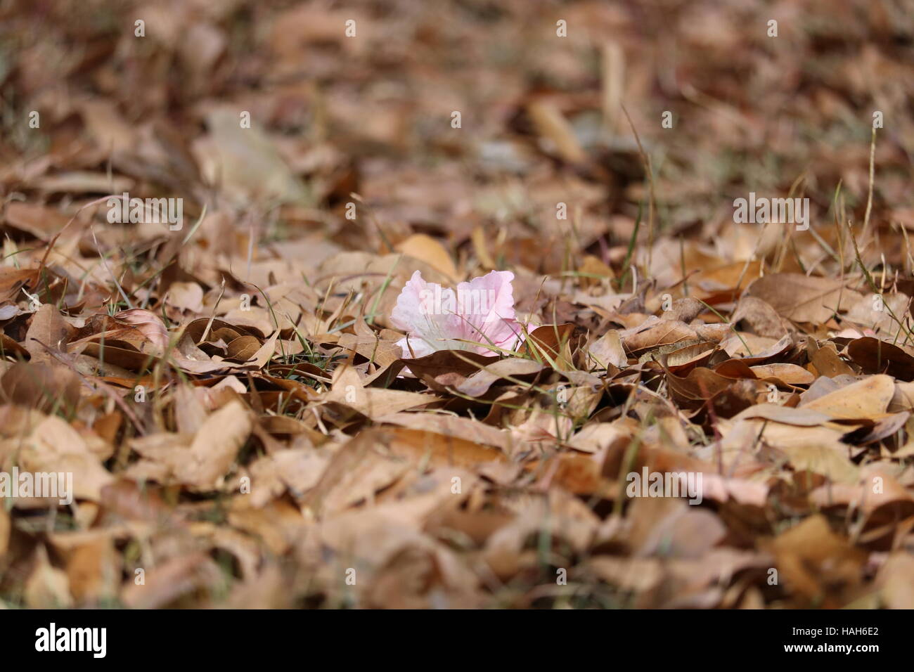 Dead pile of leaves hi-res stock photography and images - Alamy