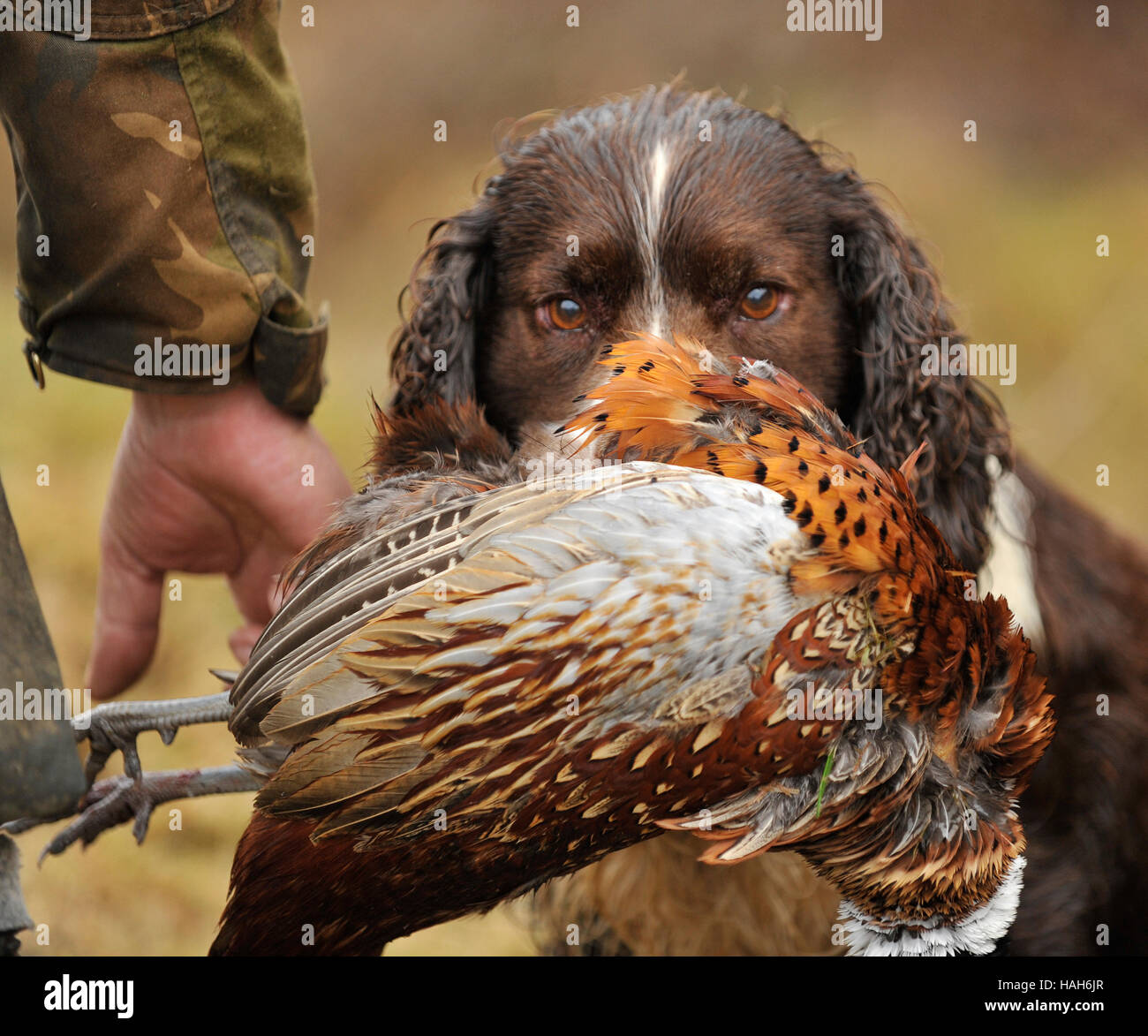 Spaniel Carrying Pheasant High Resolution Stock Photography and Images ...
