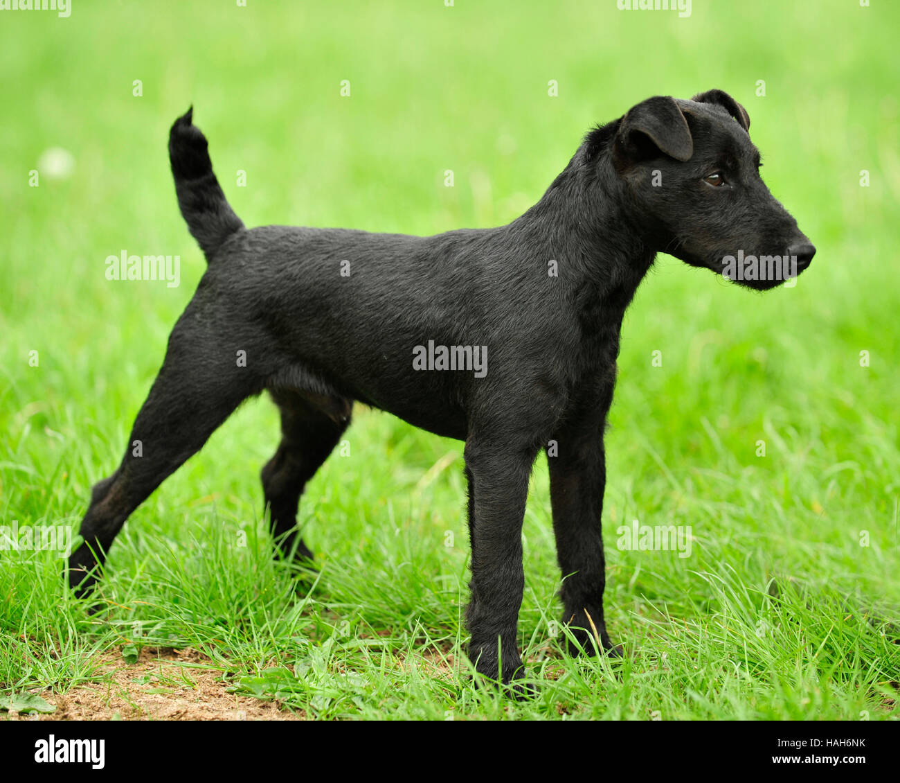 Fell Terrier High Resolution Stock Photography and Images - Alamy