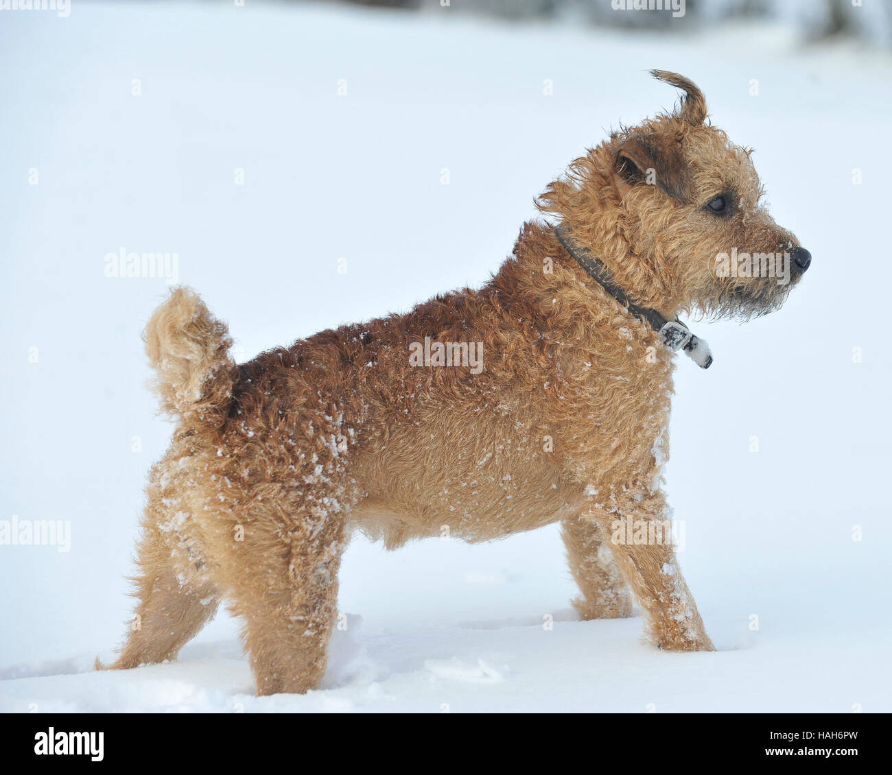 Fell Terrier High Resolution Stock Photography and Images - Alamy