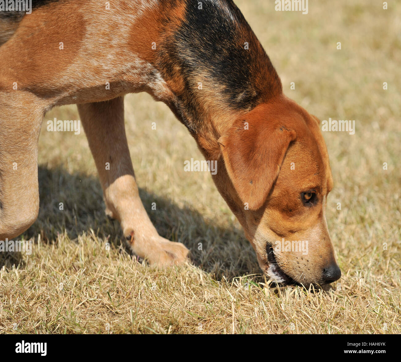 foxhound hunting close up Stock Photo - Alamy
