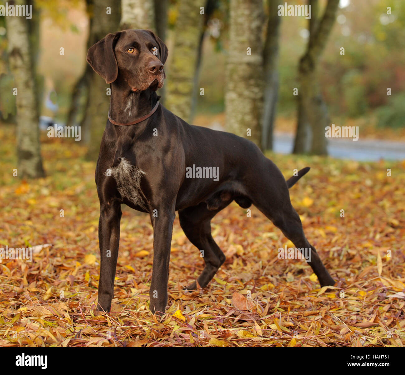 Gsp Dog High Resolution Stock Photography and Images - Alamy
