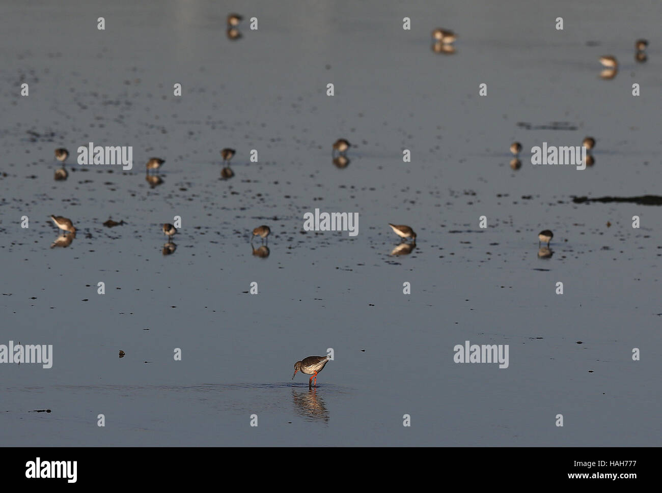A redshank feeds as a Birdwatch Ireland led team undertakes a project ...