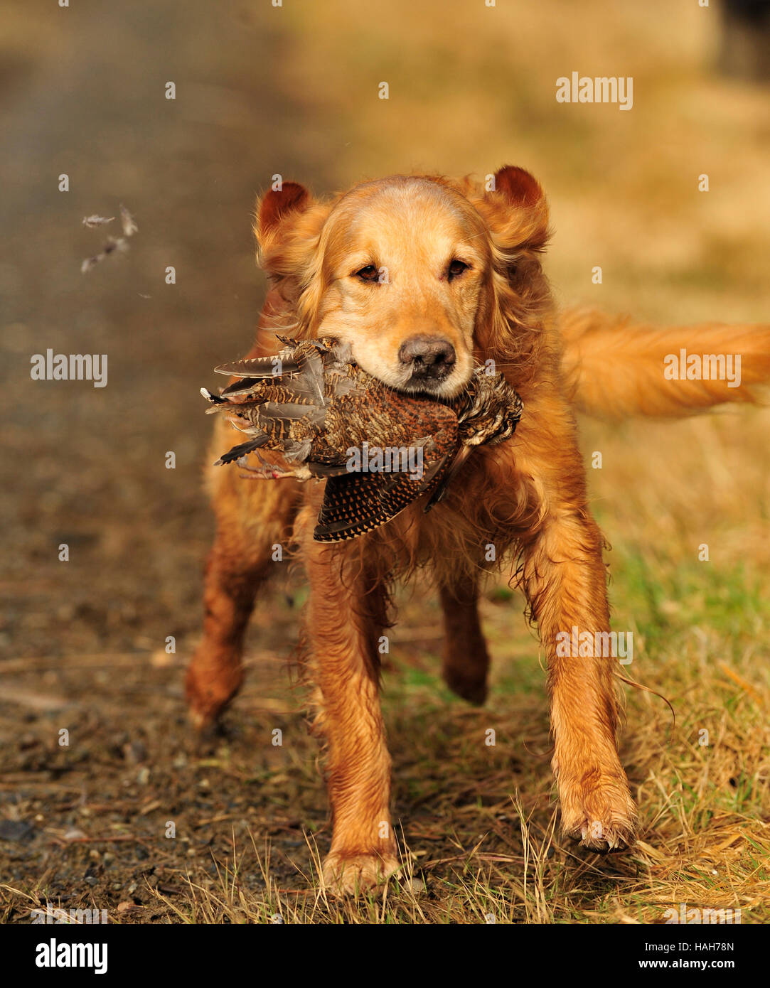 golden retriever retrieving a woodcock Stock Photo - Alamy
