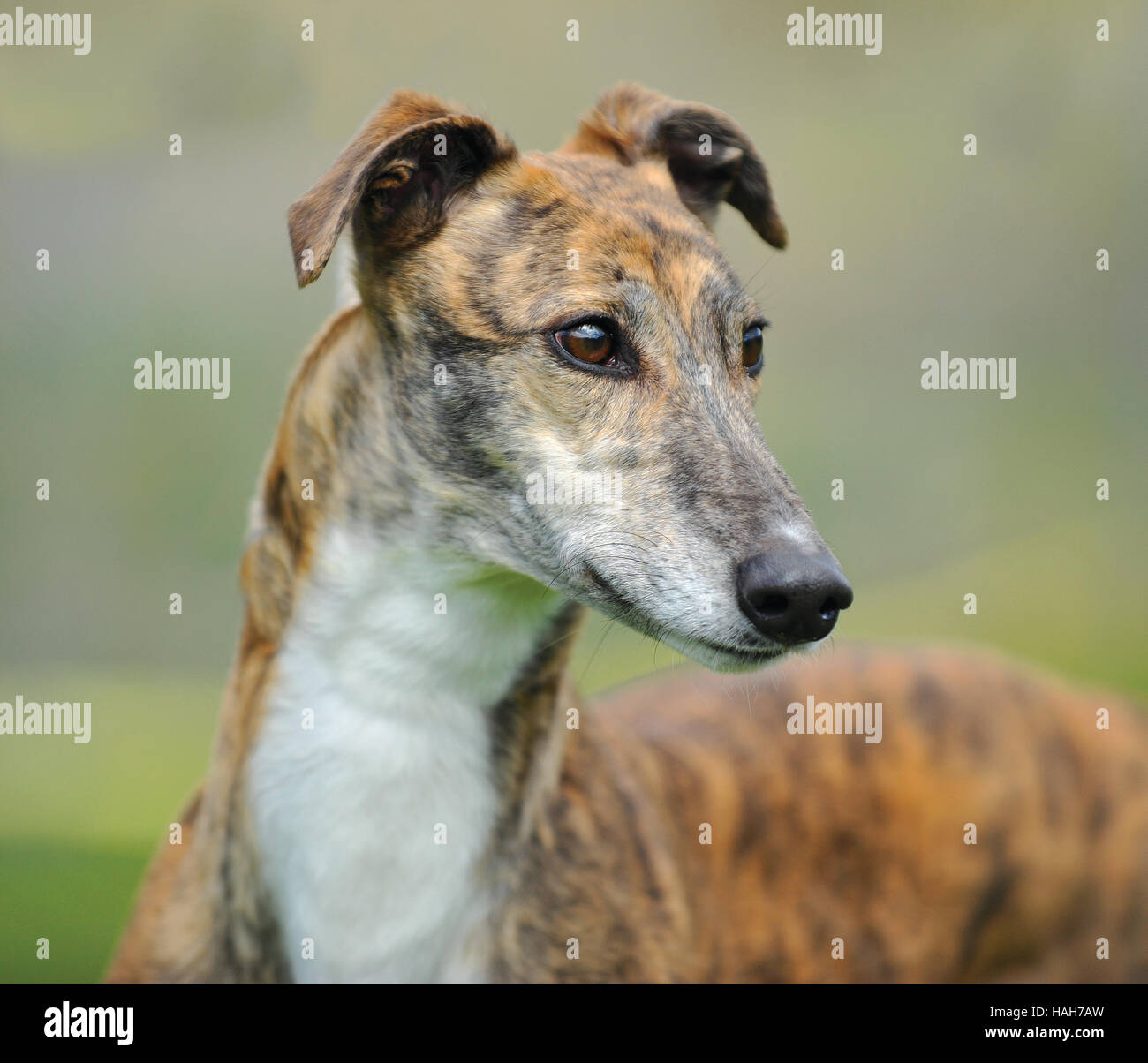 brindle greyhound head study Stock Photo - Alamy