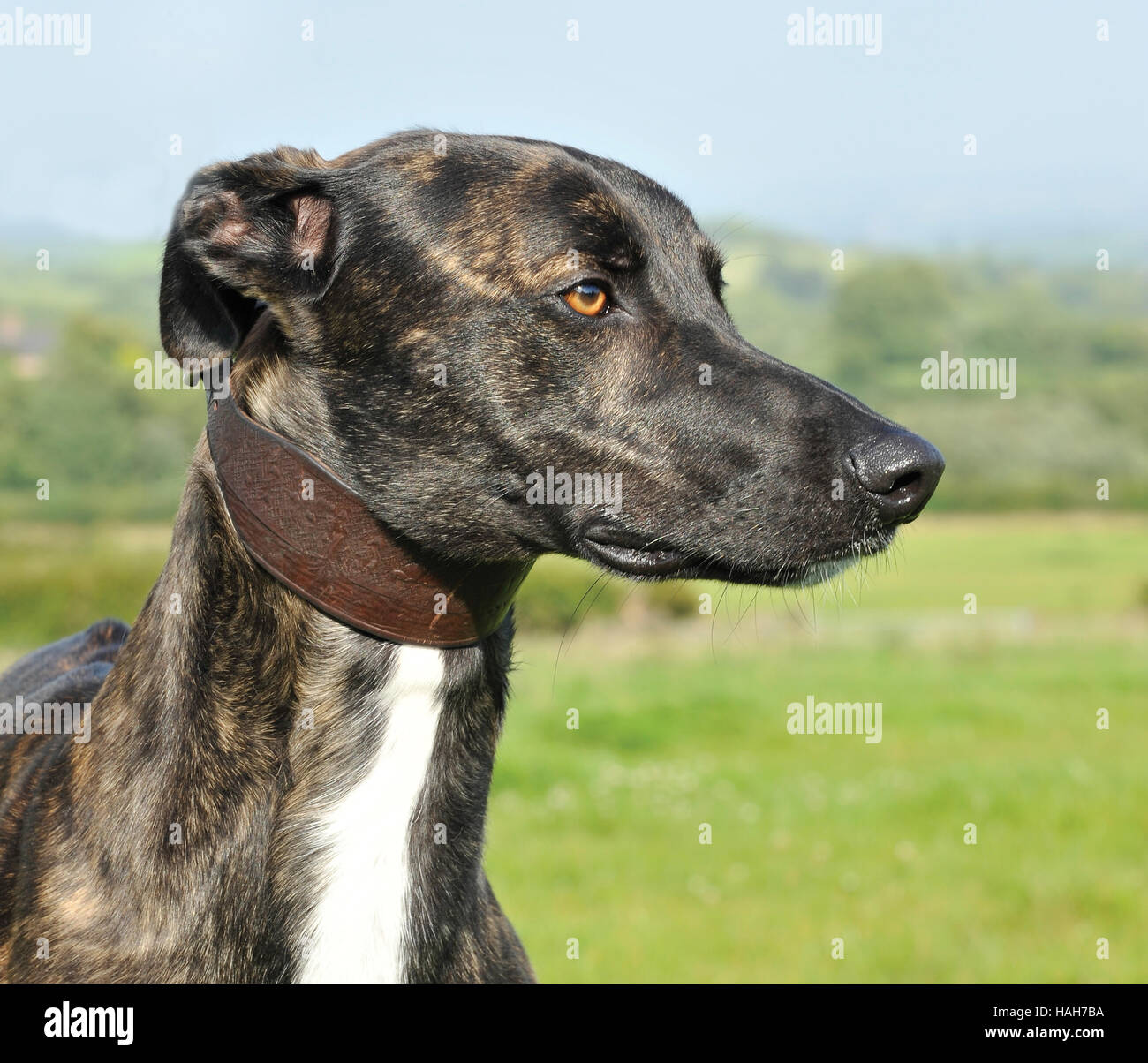 greyhound head study Stock Photo - Alamy