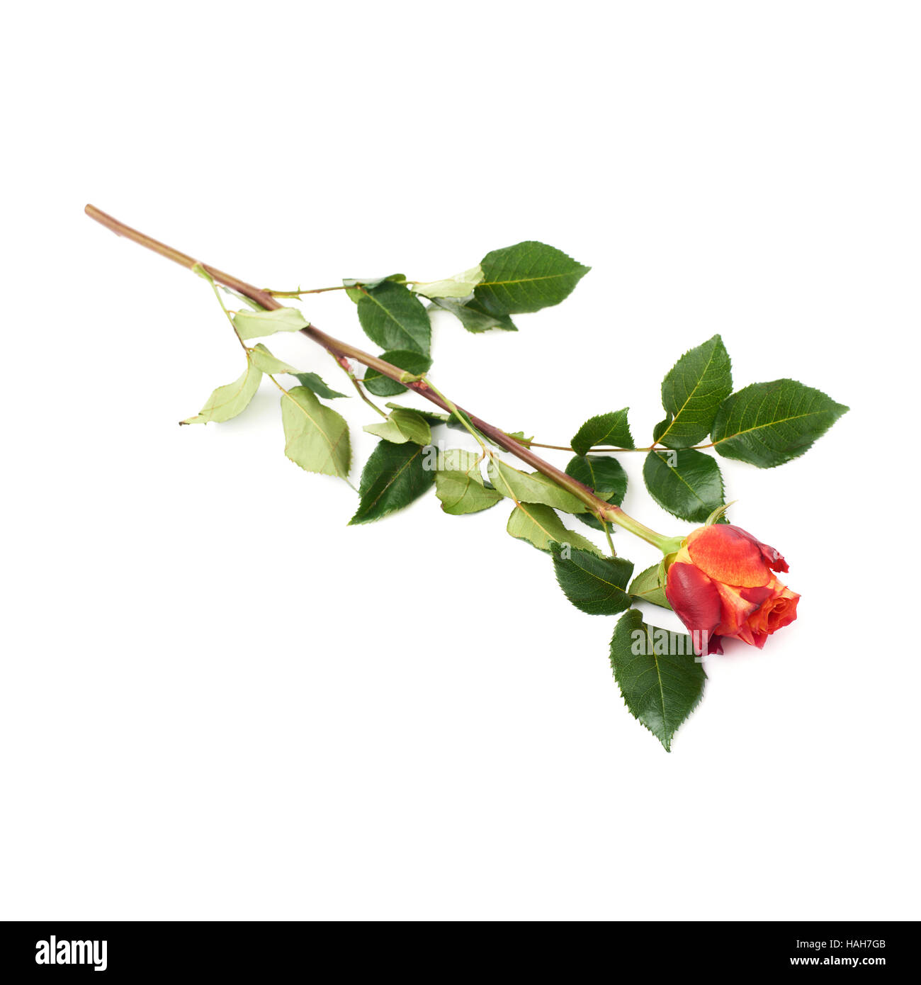 Single red rose lying Cut Out Stock Images & Pictures - Alamy