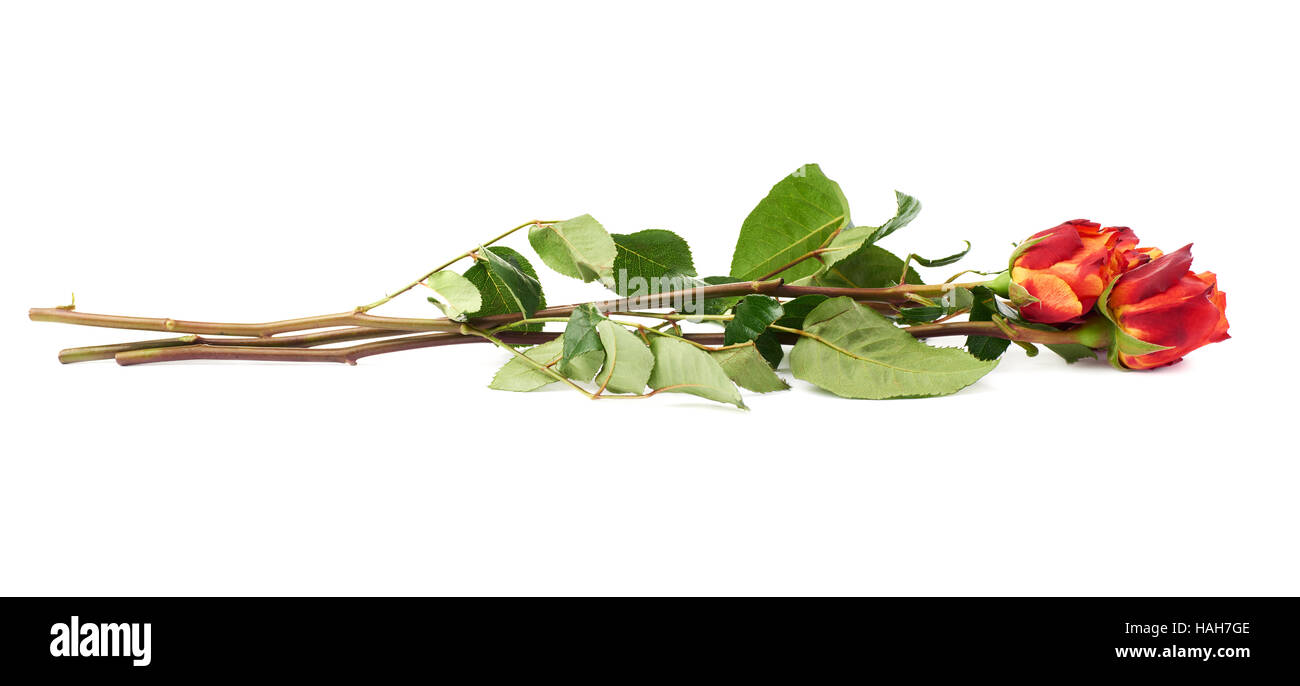 Three roses isolated lying over the white surface Stock Photo - Alamy