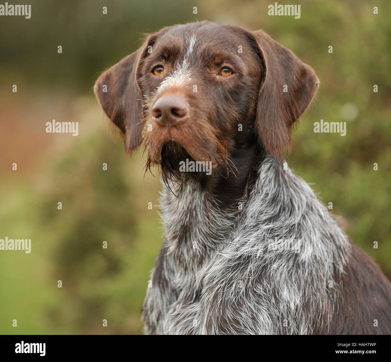 german wirehaired pointer dg Stock Photo - Alamy