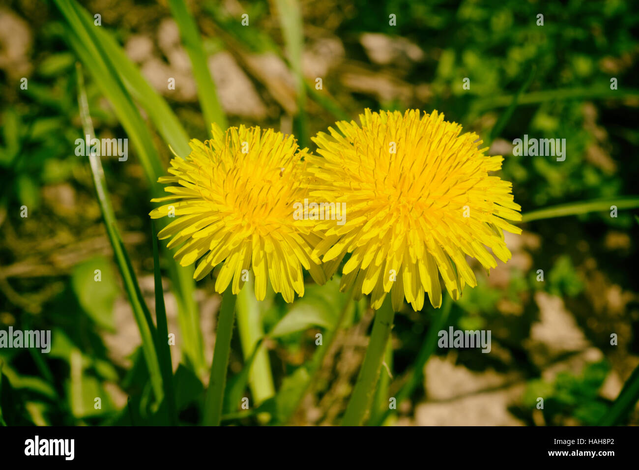 Grow meadow hi-res stock photography and images - Alamy