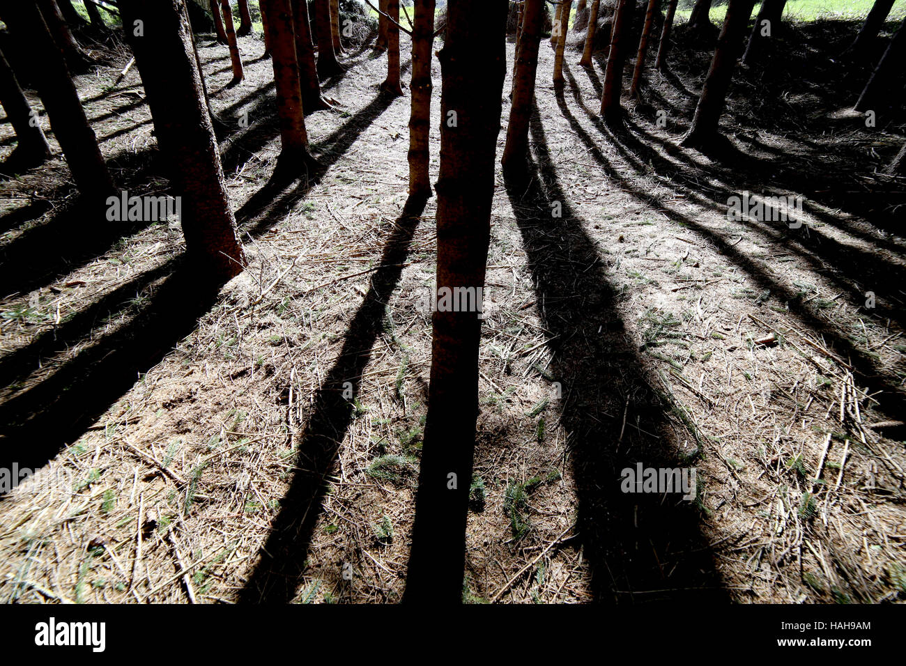 long black shadows of the big trees in the woods Stock Photo - Alamy