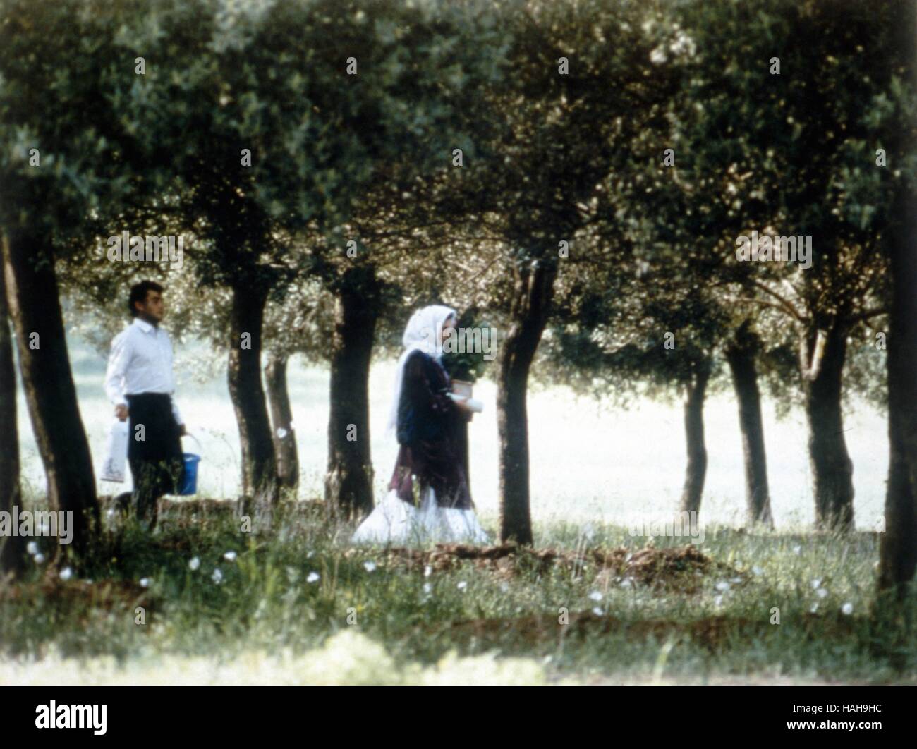 Zire darakhatan zeyton Through the Olive Trees Year : 1994 Iran ...