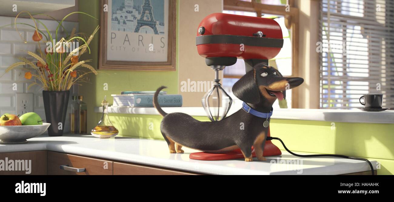 The Secret Life of Pets Year : 2016 USA / Japan Director : Yarrow ...