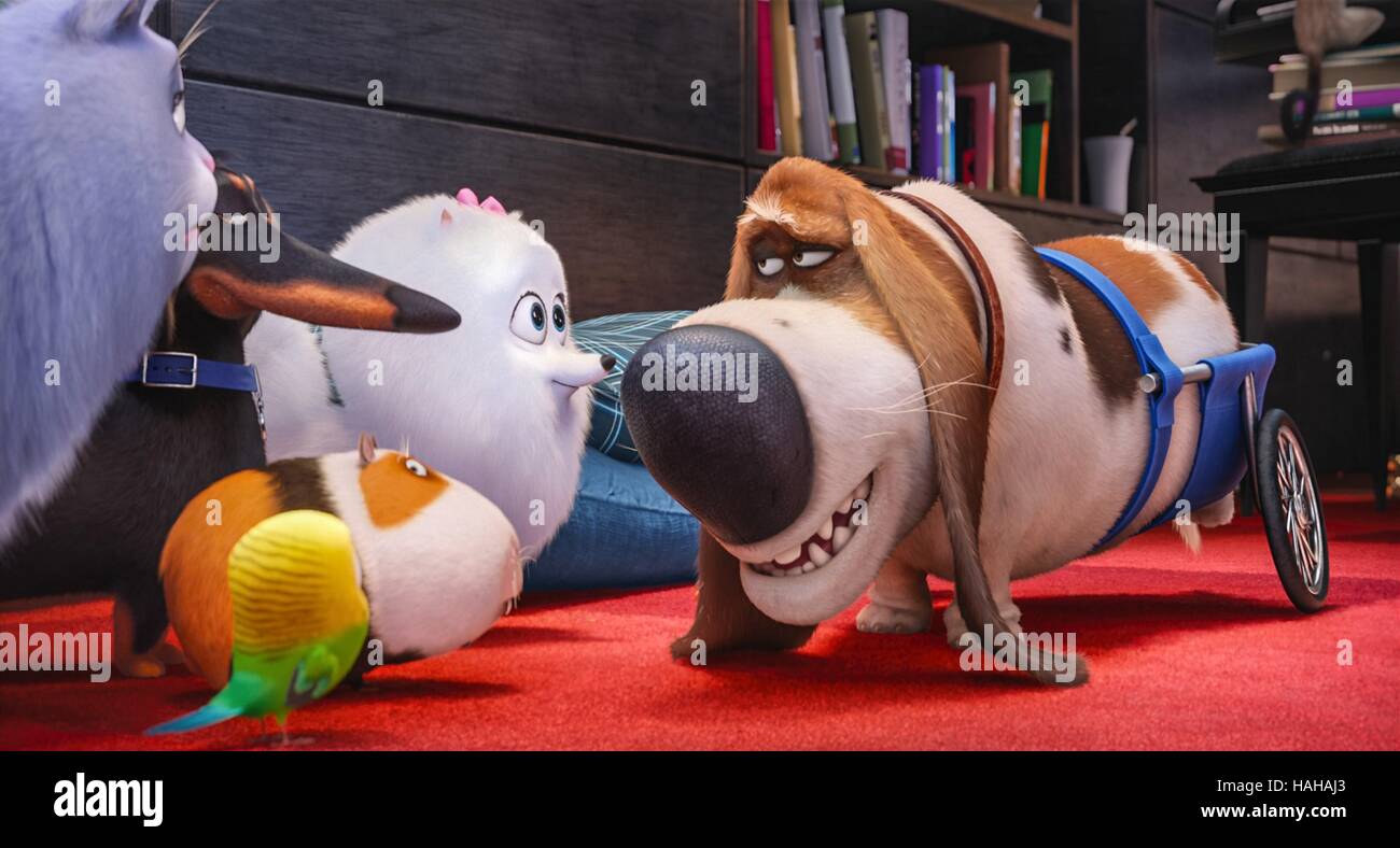 The Secret Life of Pets Year : 2016 USA / Japan Director : Yarrow ...