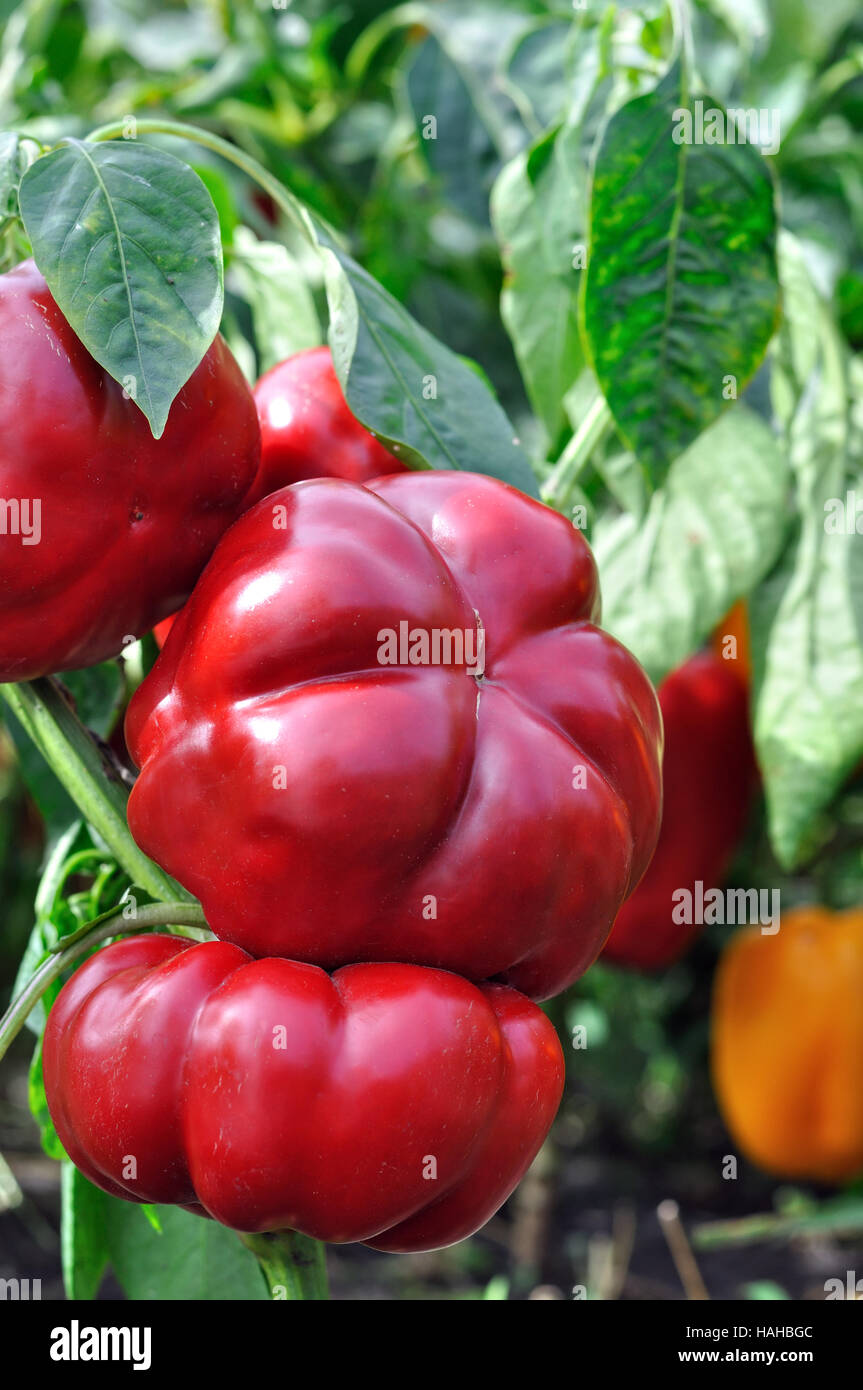 close-up of red peppers in the organic pepper plantation Stock Photo ...