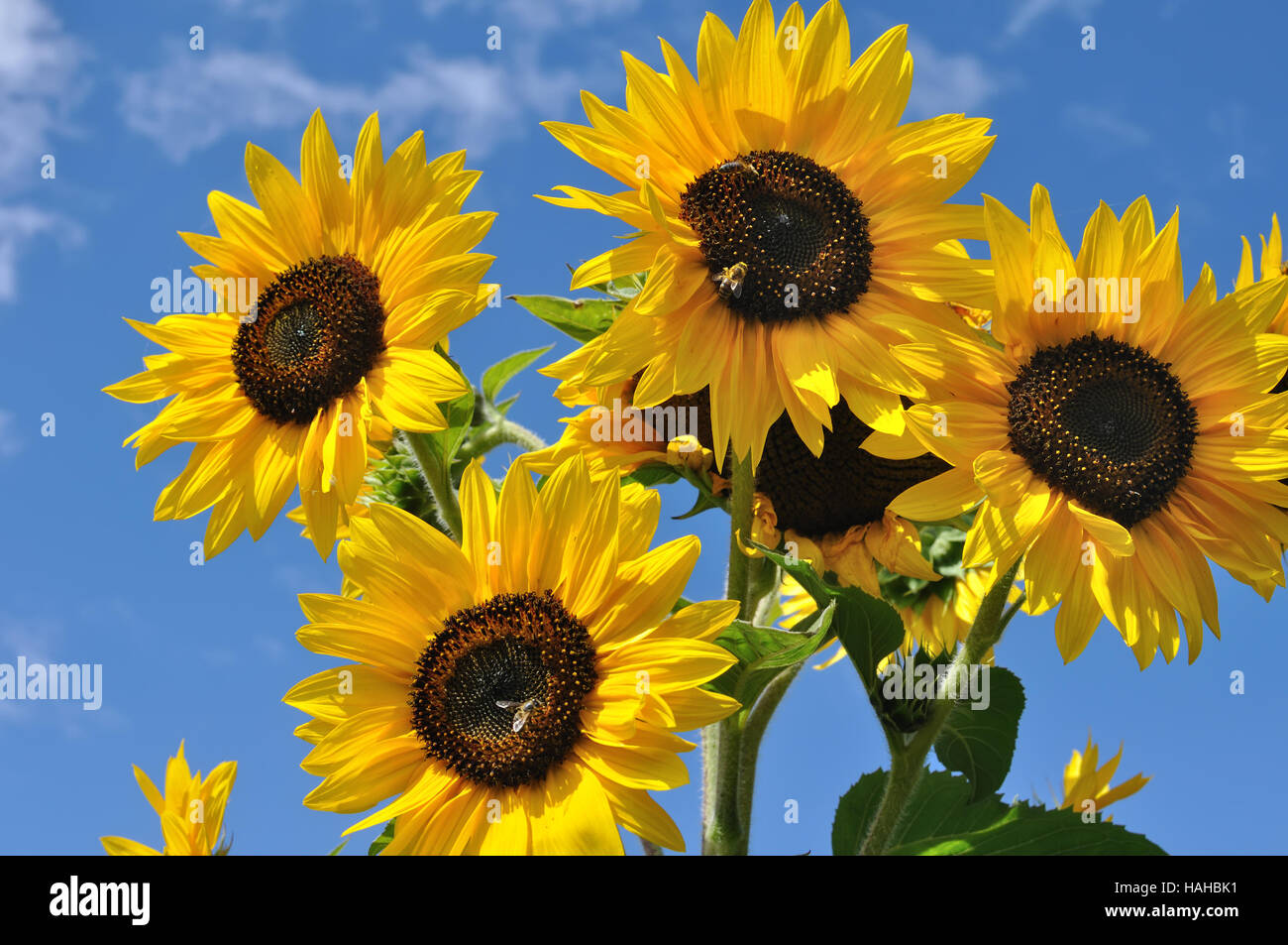 blooming sunflowers on sky background Stock Photo - Alamy