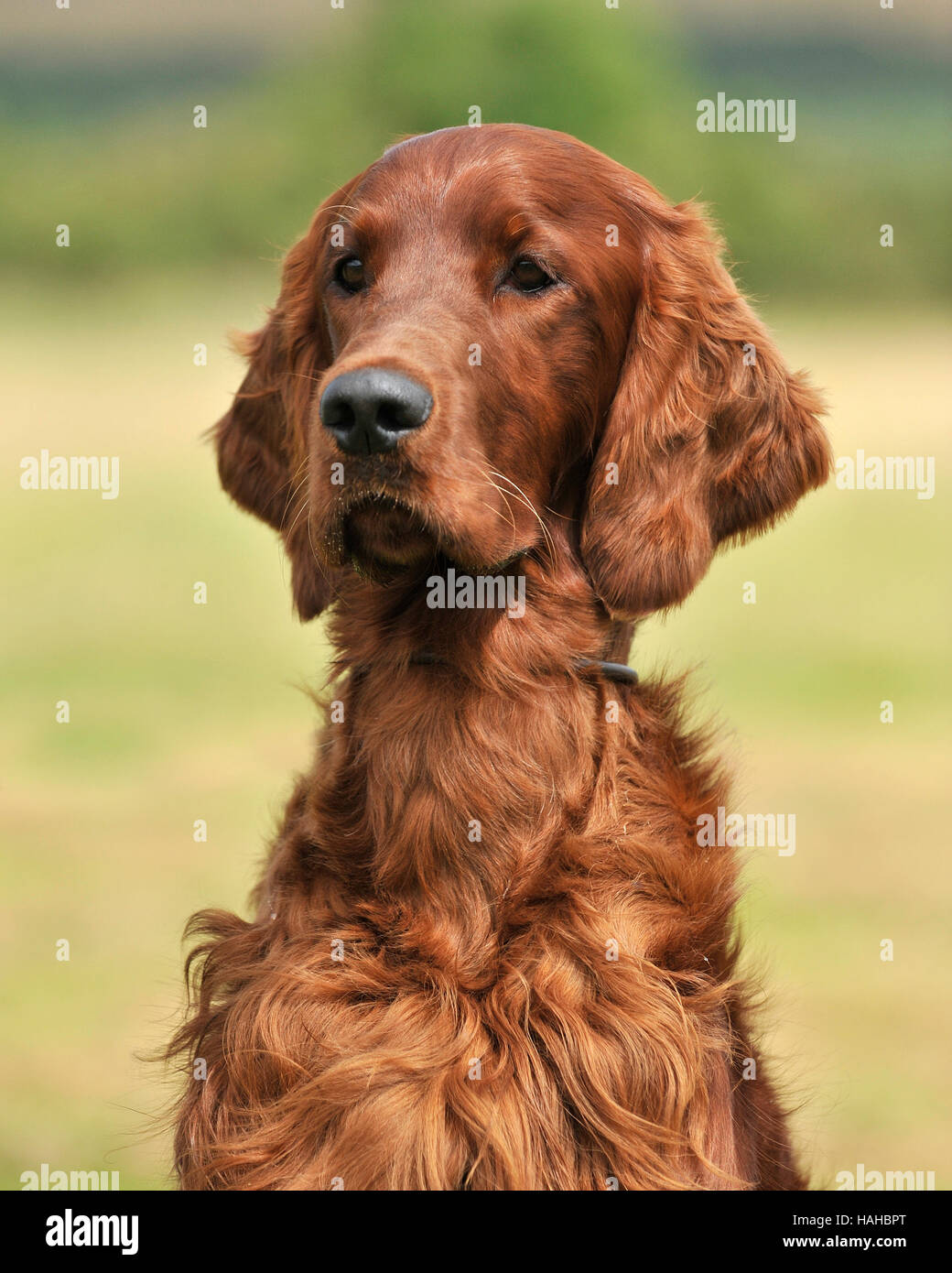 Irish Setter High Resolution Stock Photography and Images - Alamy