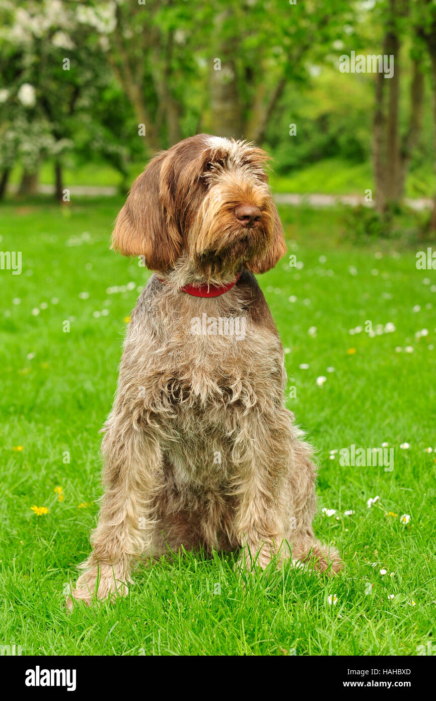 italian spinone dog Stock Photo - Alamy