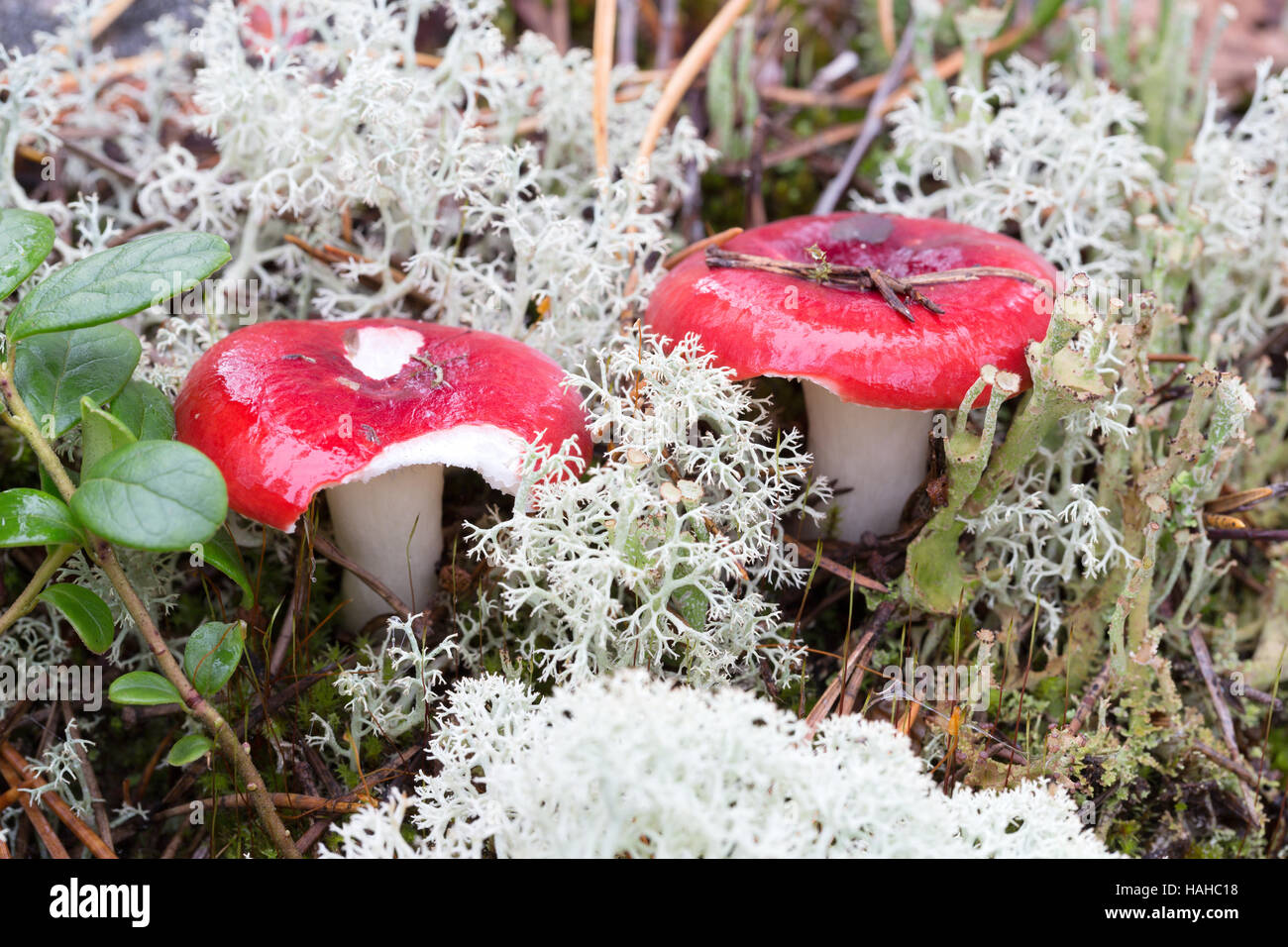 russula mushrooms in the woods, in the moss Stock Photo - Alamy