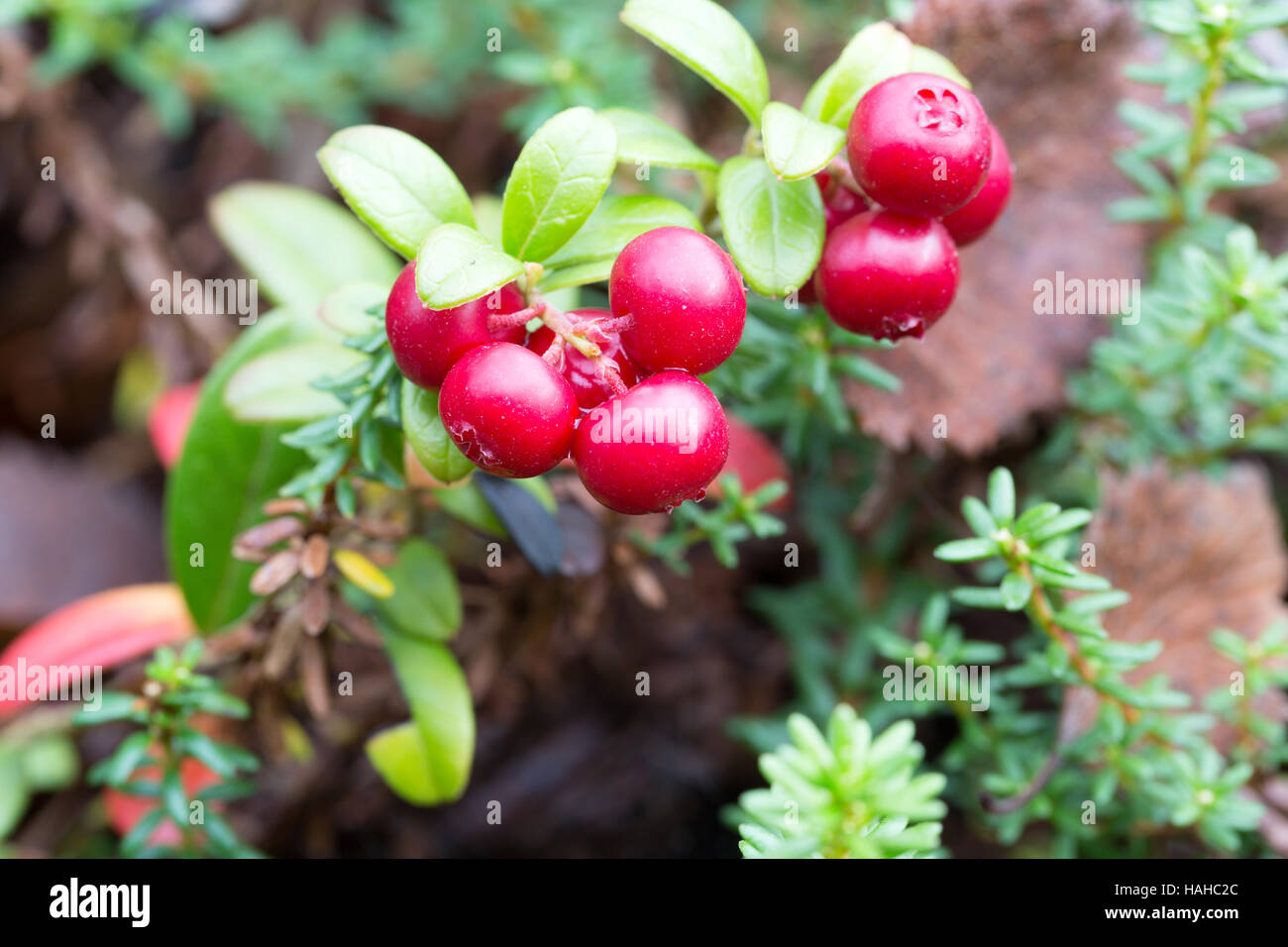 Bush cranberries in the autumn forest Stock Photo - Alamy