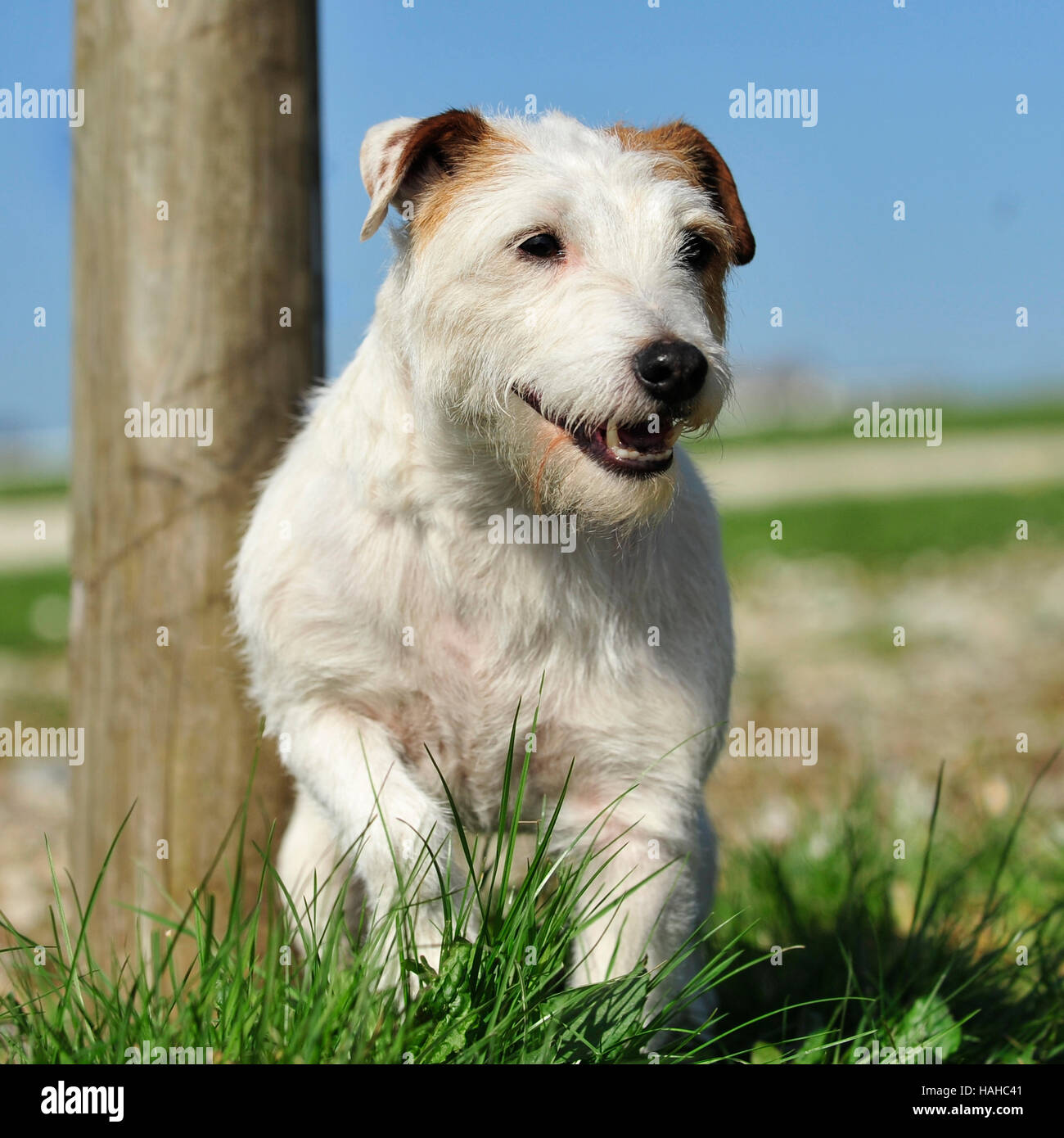 jack russell dog Stock Photo - Alamy