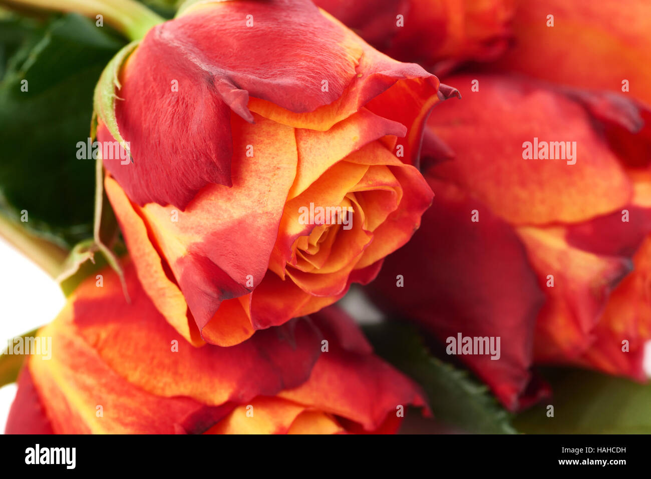 Bouquet of red orange roses over white isolated background Stock Photo ...