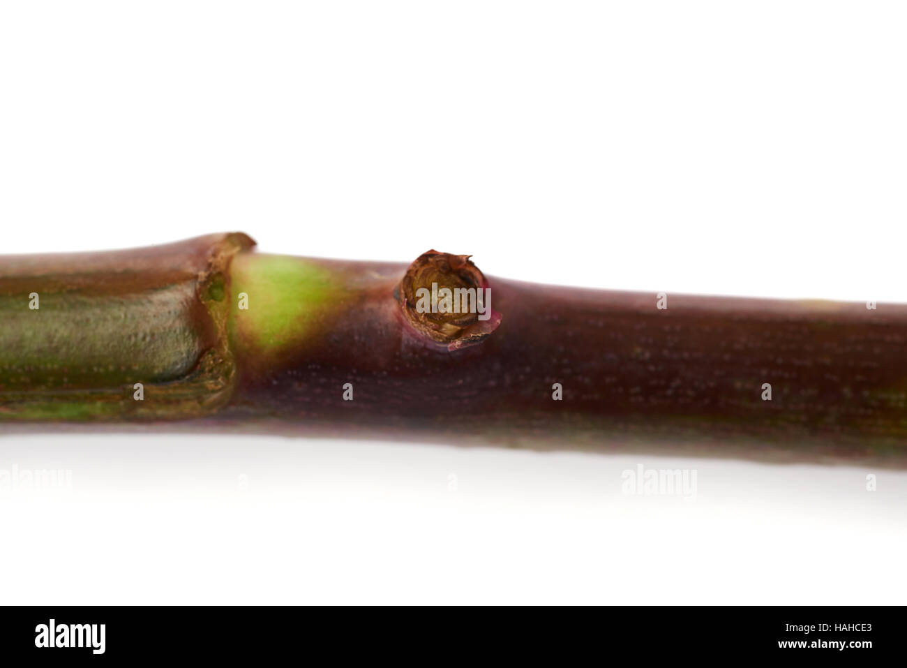 Rose flower stem isolated over white background Stock Photo - Alamy