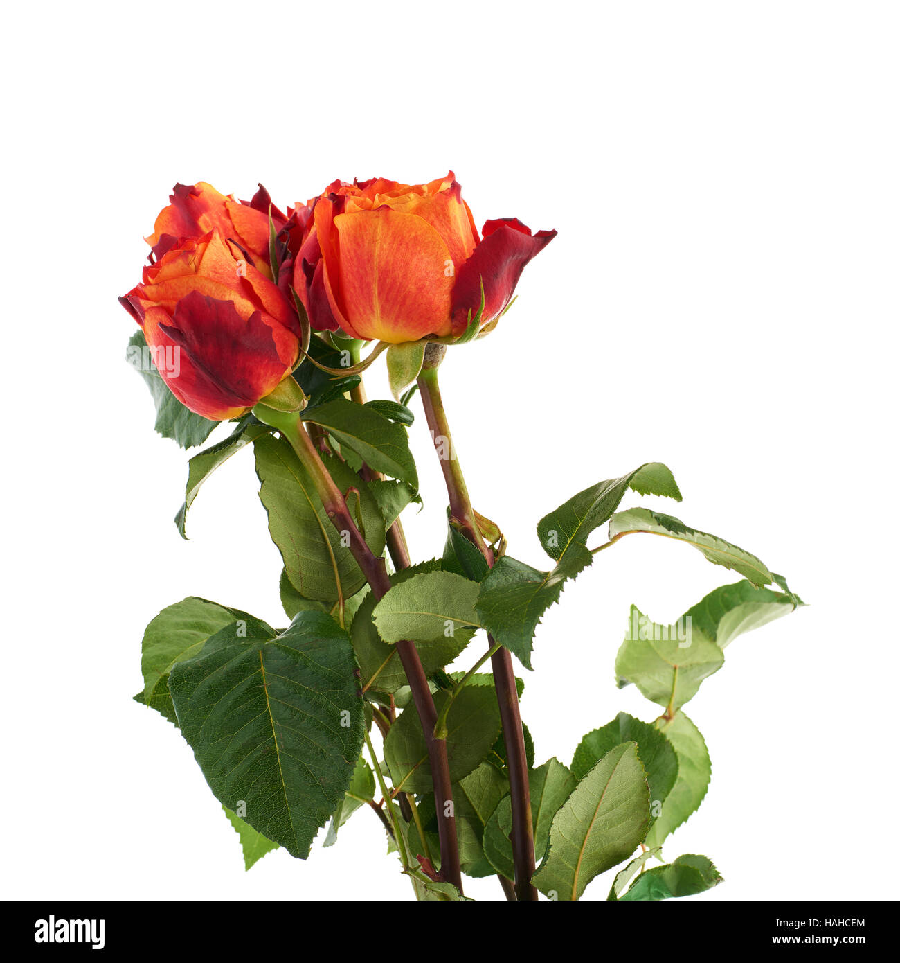 Fresh red orange roses over the white isolated background Stock Photo ...