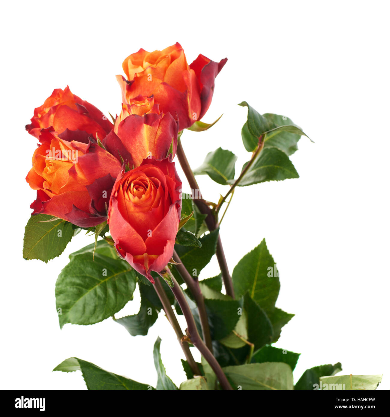 Fresh red orange roses over the white isolated background Stock Photo ...