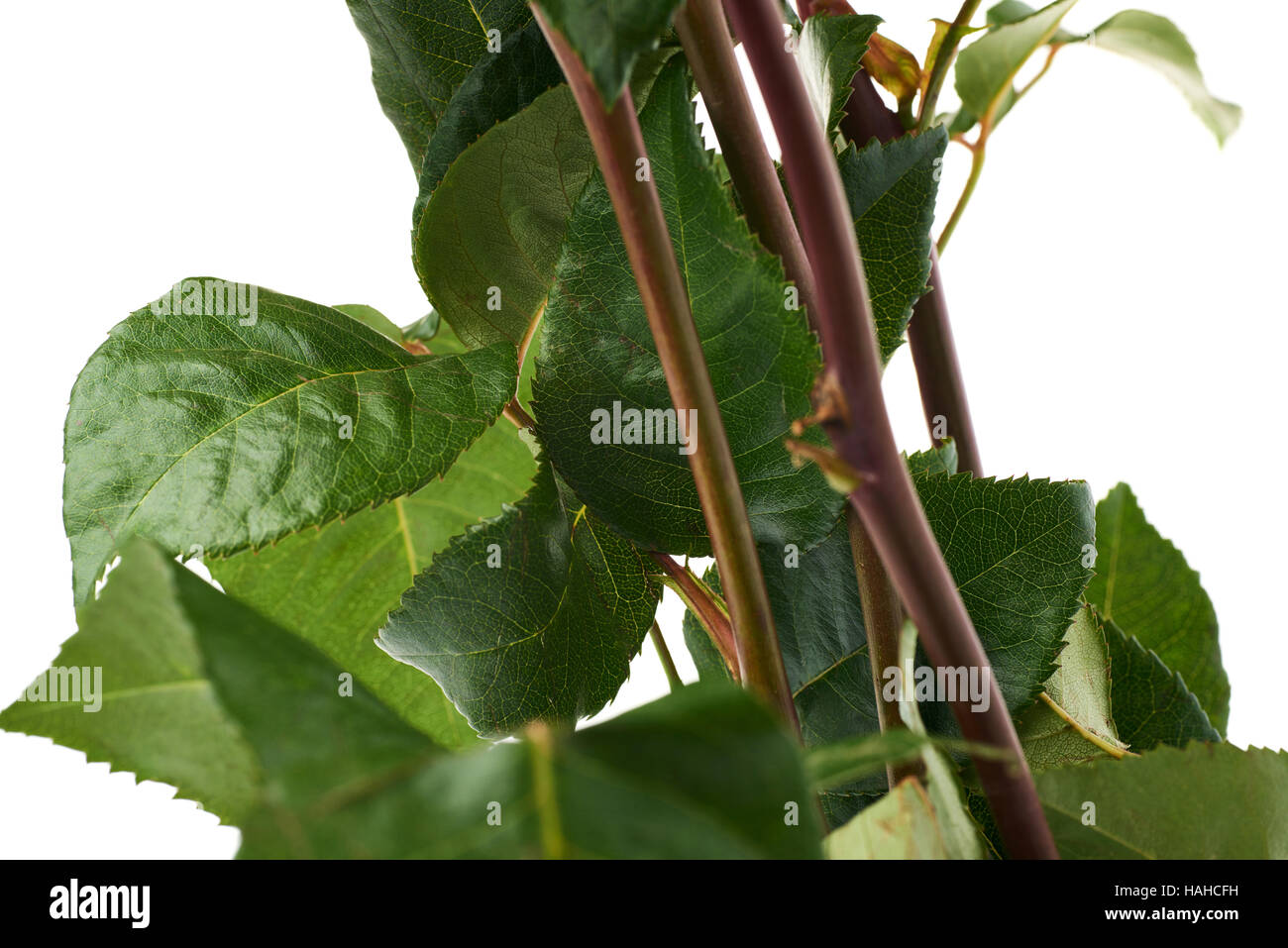 Bouquet of roses over white isolated background, middle part Stock ...